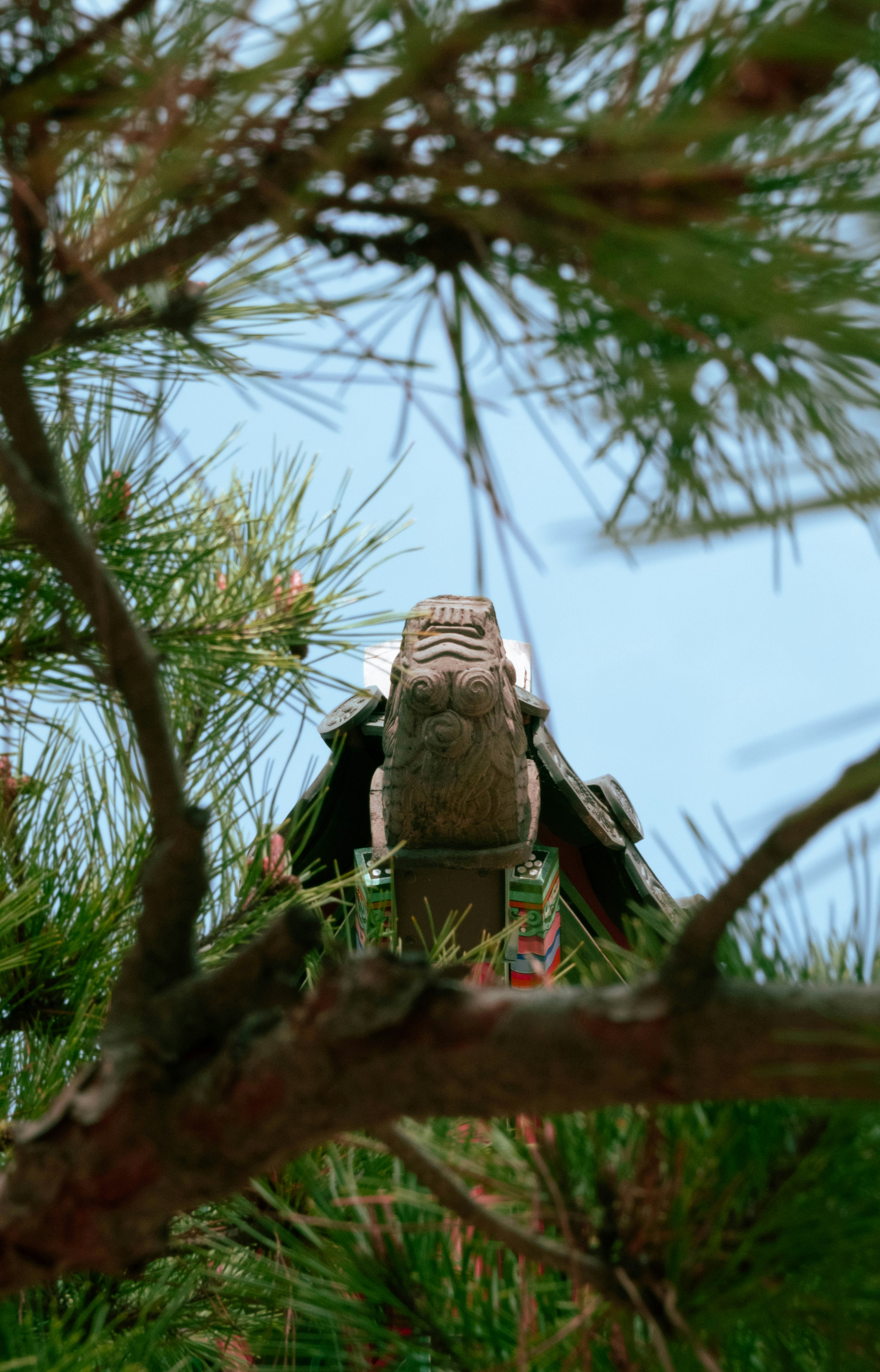 Rooftop Guardian framed by pine branches