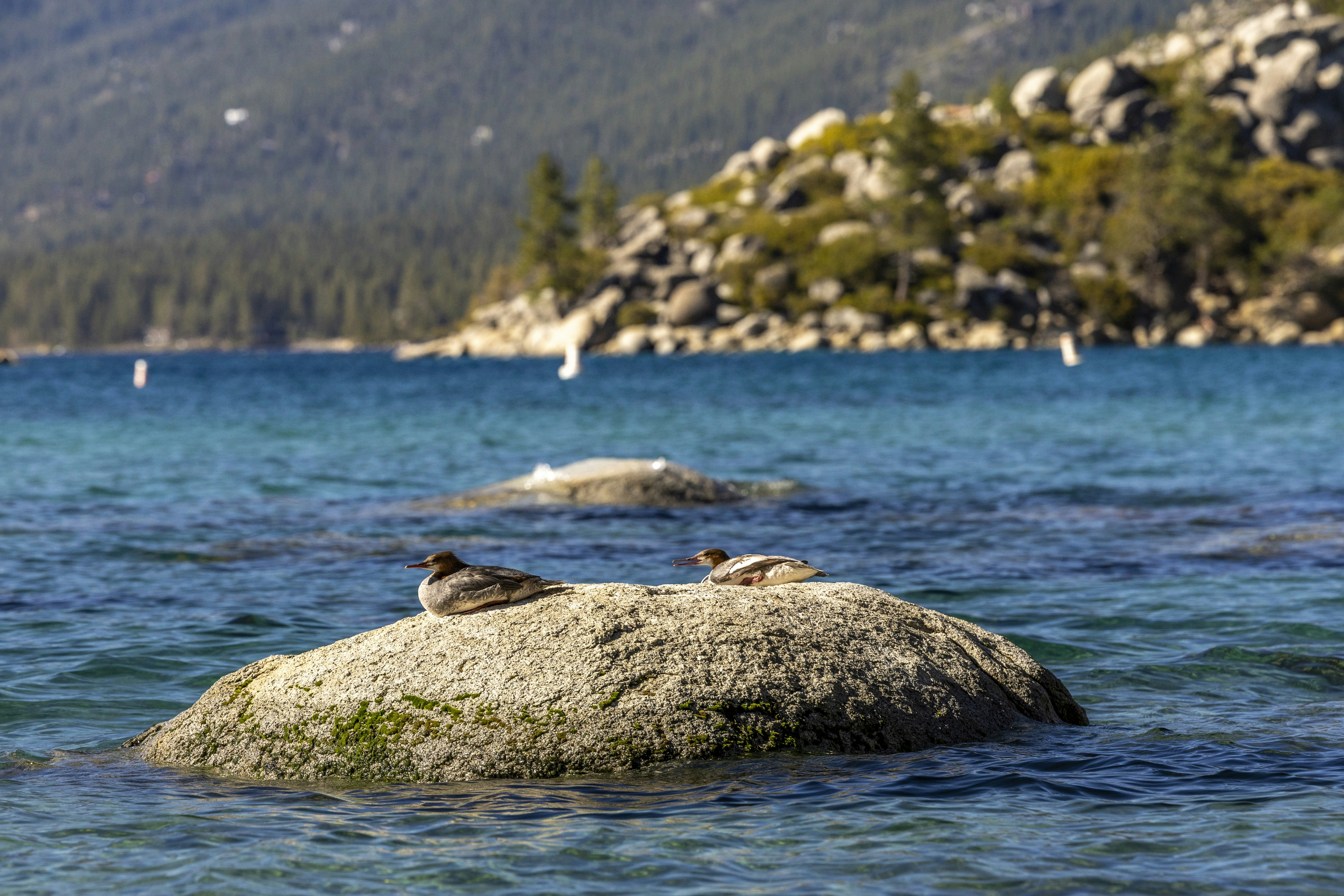 Two shorebirds perched on a sunlit rock in a turquoise alpine lake