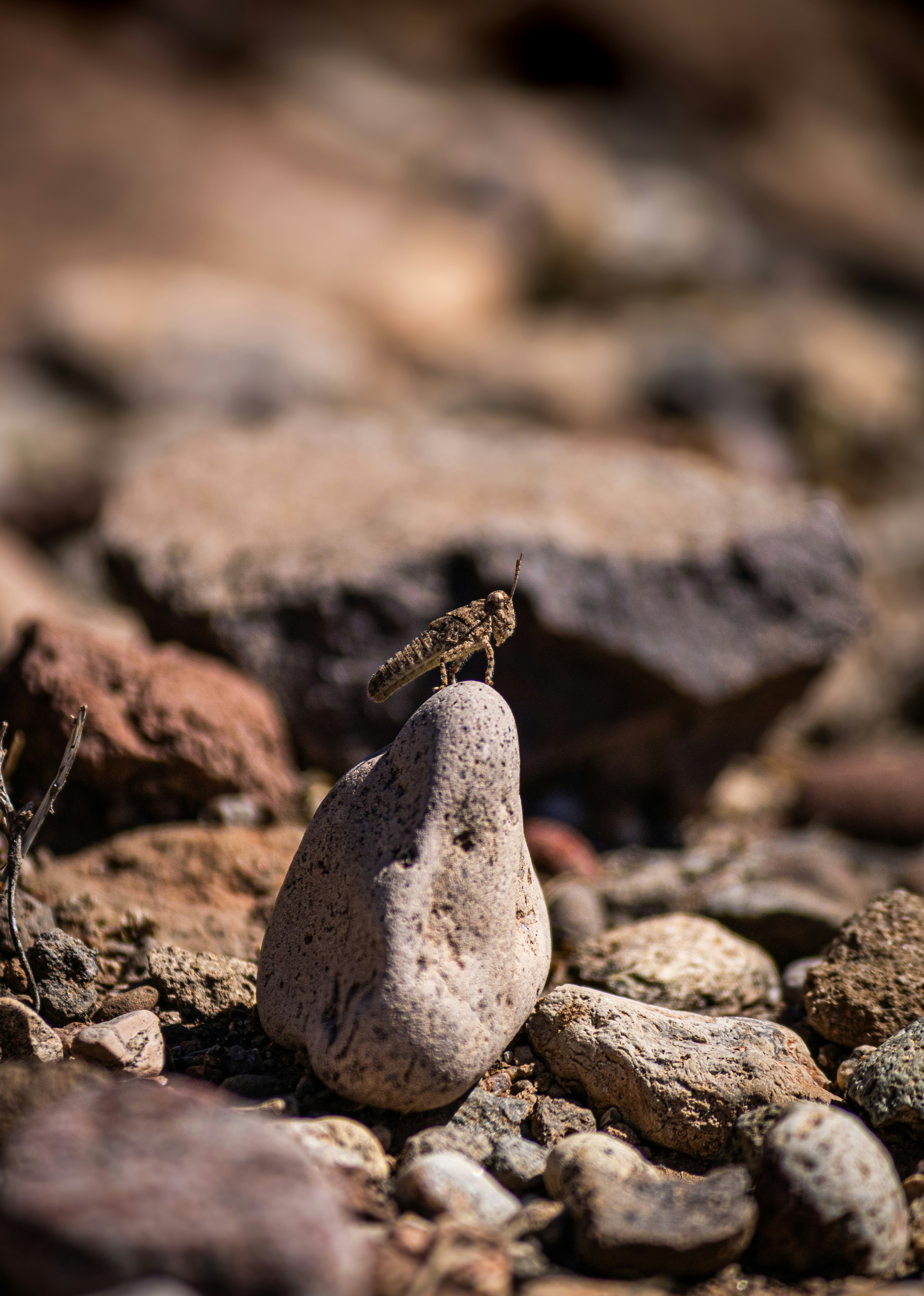 Little Lizard on a Pebble Throne