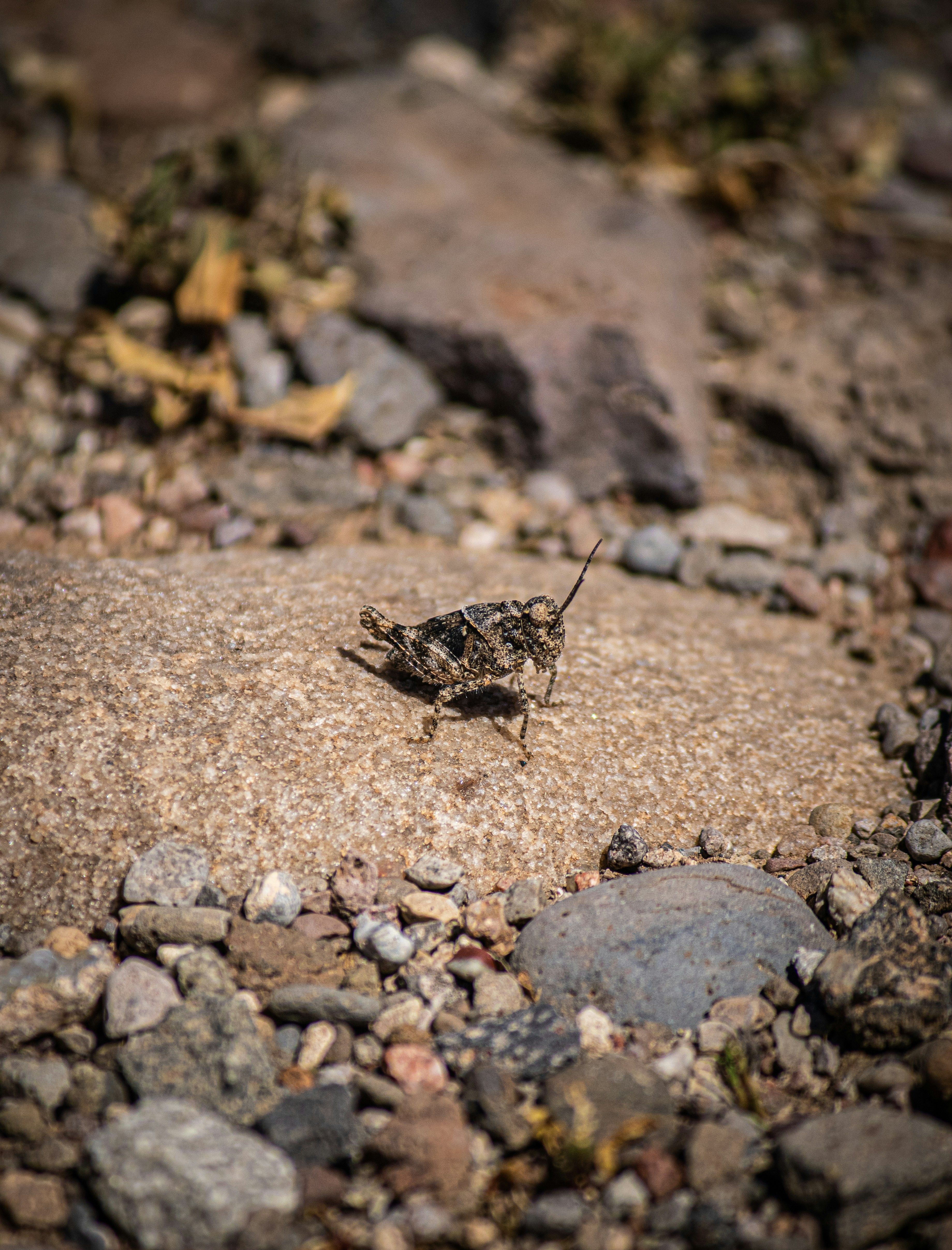 Ground-level Armor: A camouflaged hopper pauses on a sunlit rock