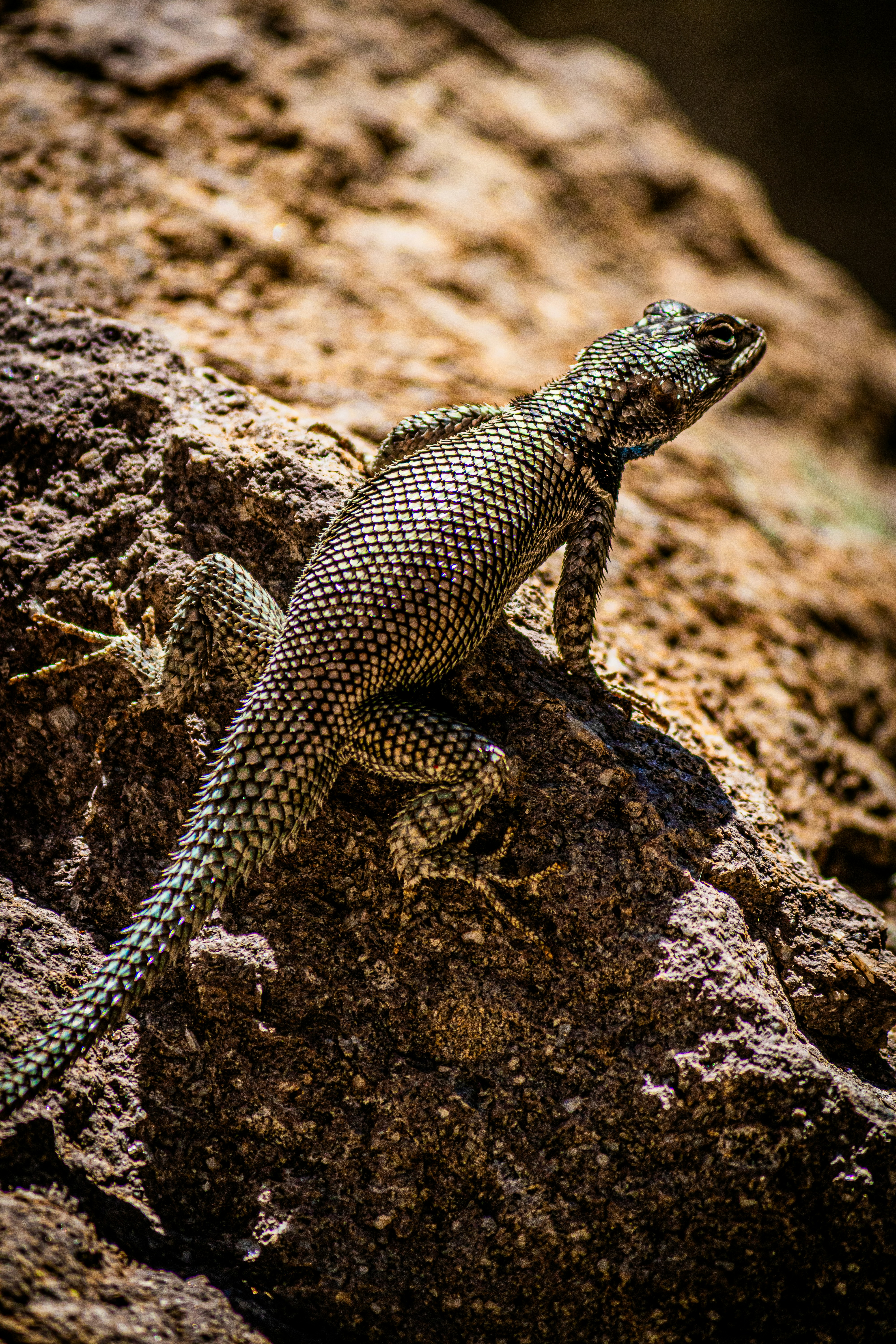 Scaled on the Rift: A Galápagos-like Lizard Ascends the Rock