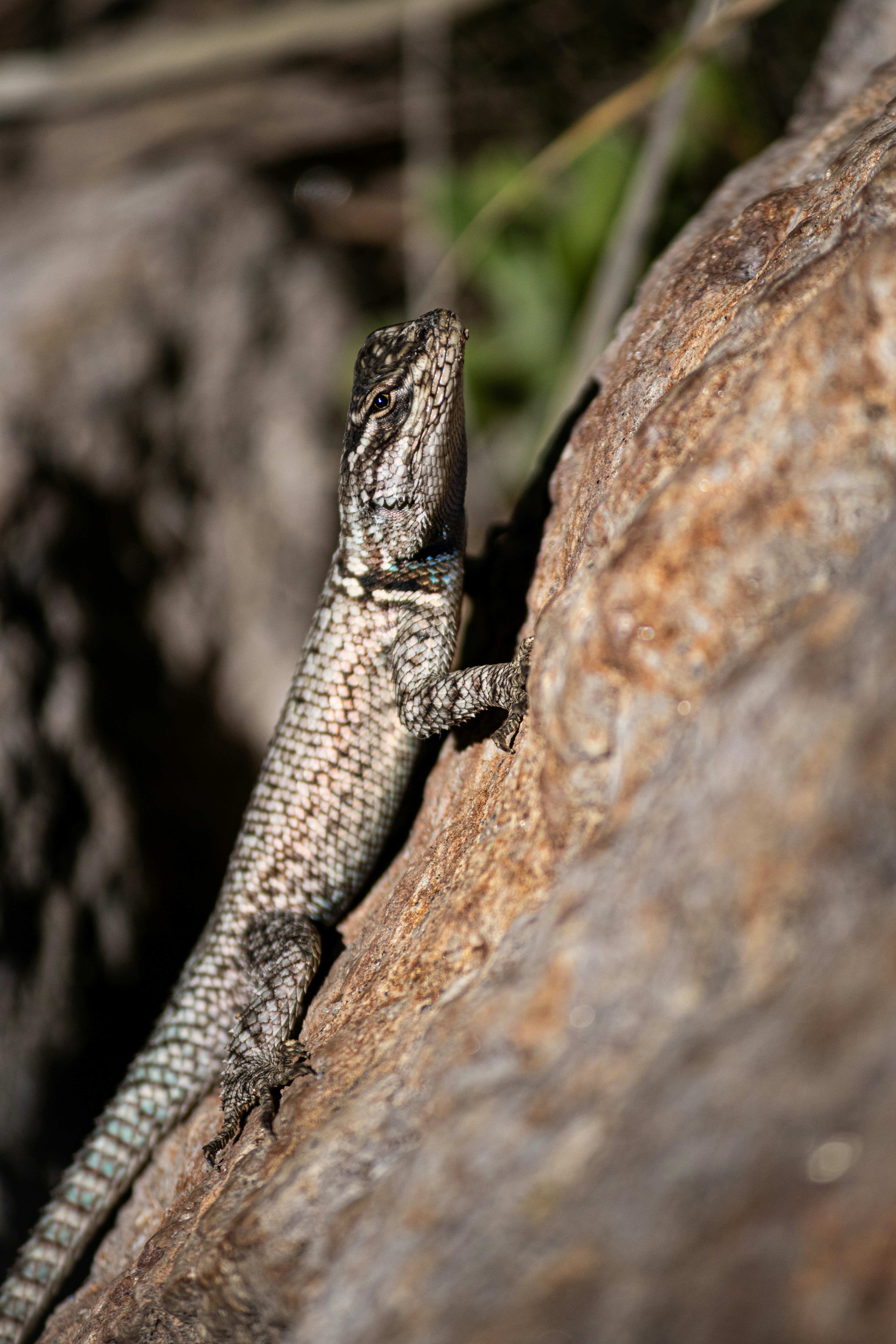 Scaled Climber: A Lizard Braces Against a Rough Wall