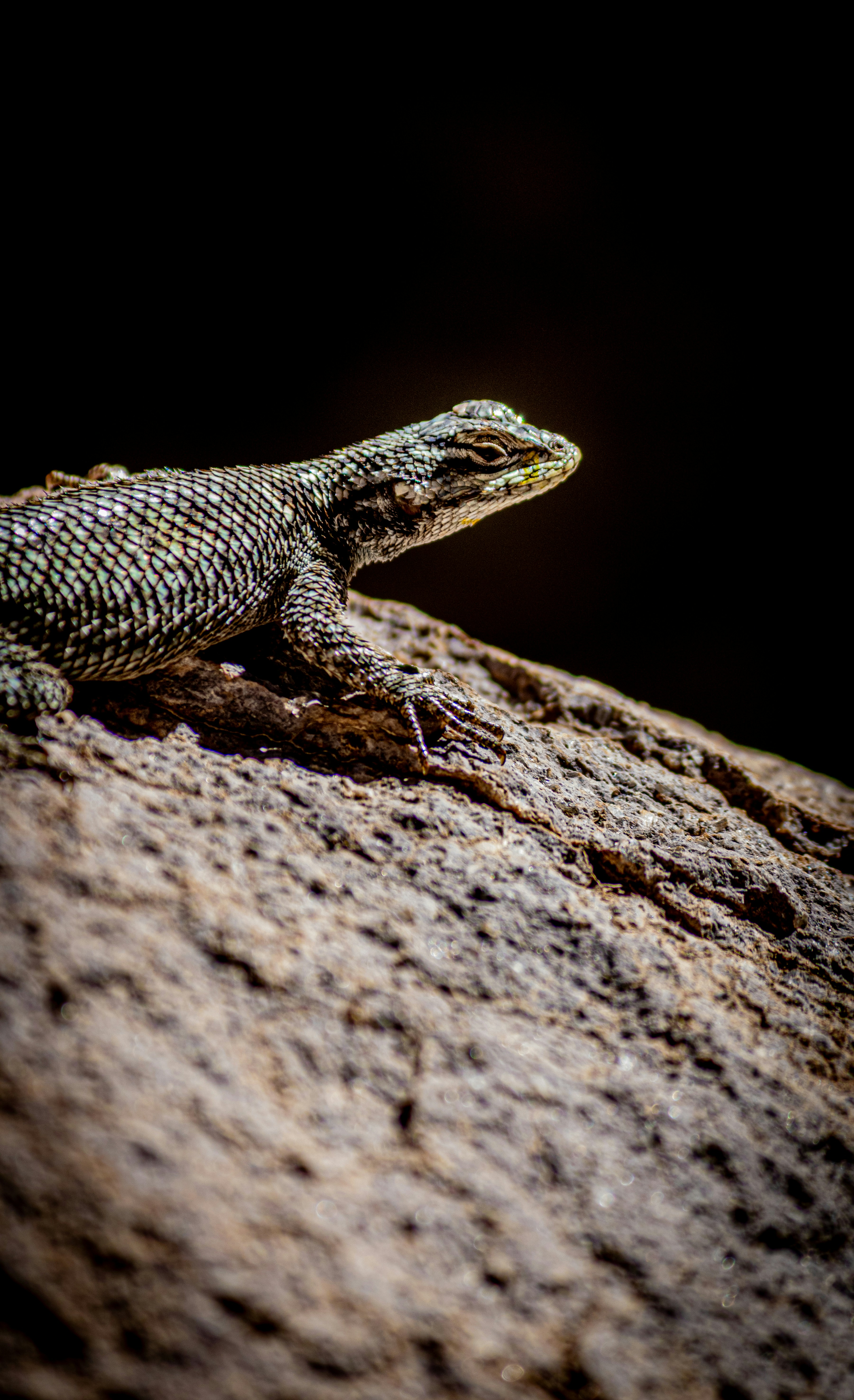 Rock-dwelling Monitor: A Close-Up on Scales and Focus