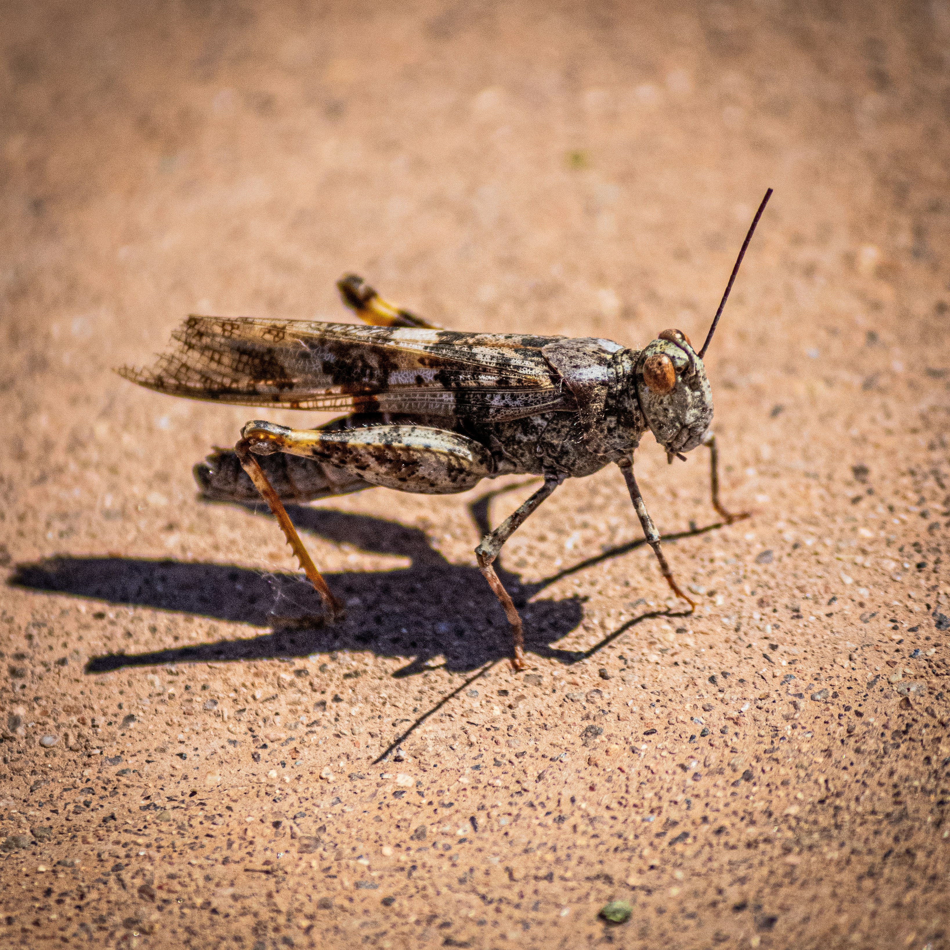 Desert Cricket in Focus: Texture and Shadow on Sunlit Ground