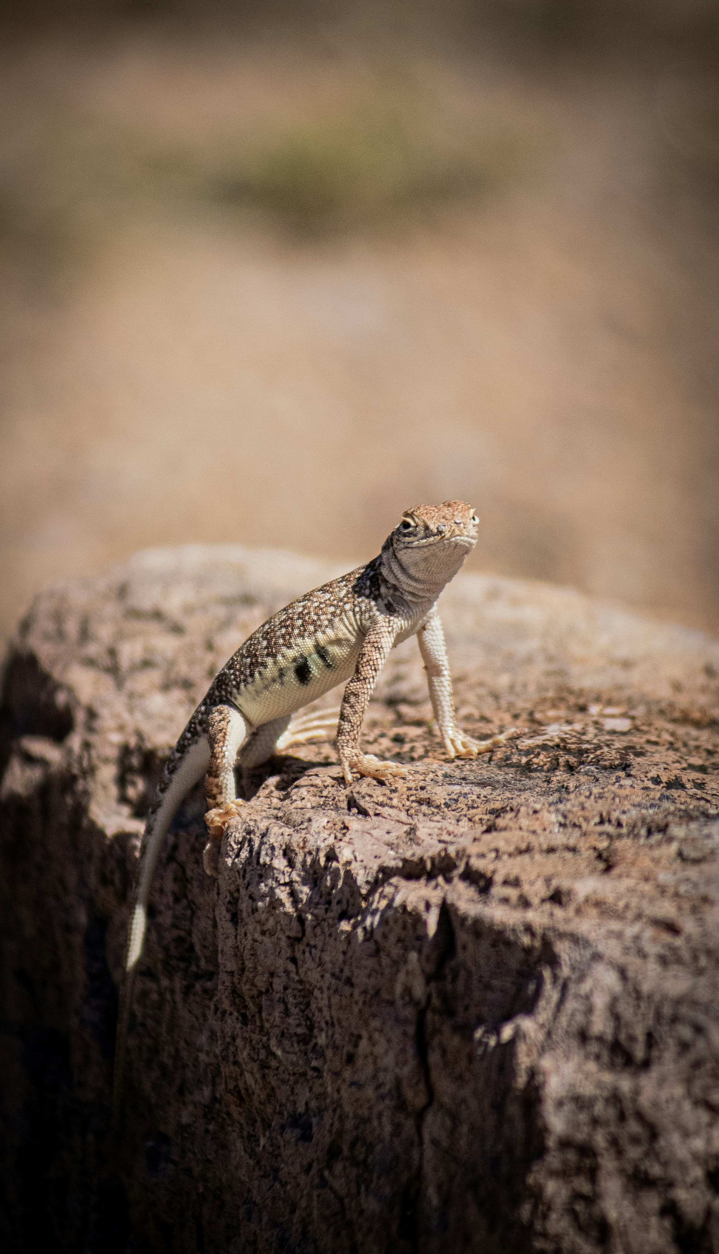 Desert Lizard on a Sunlit Stone