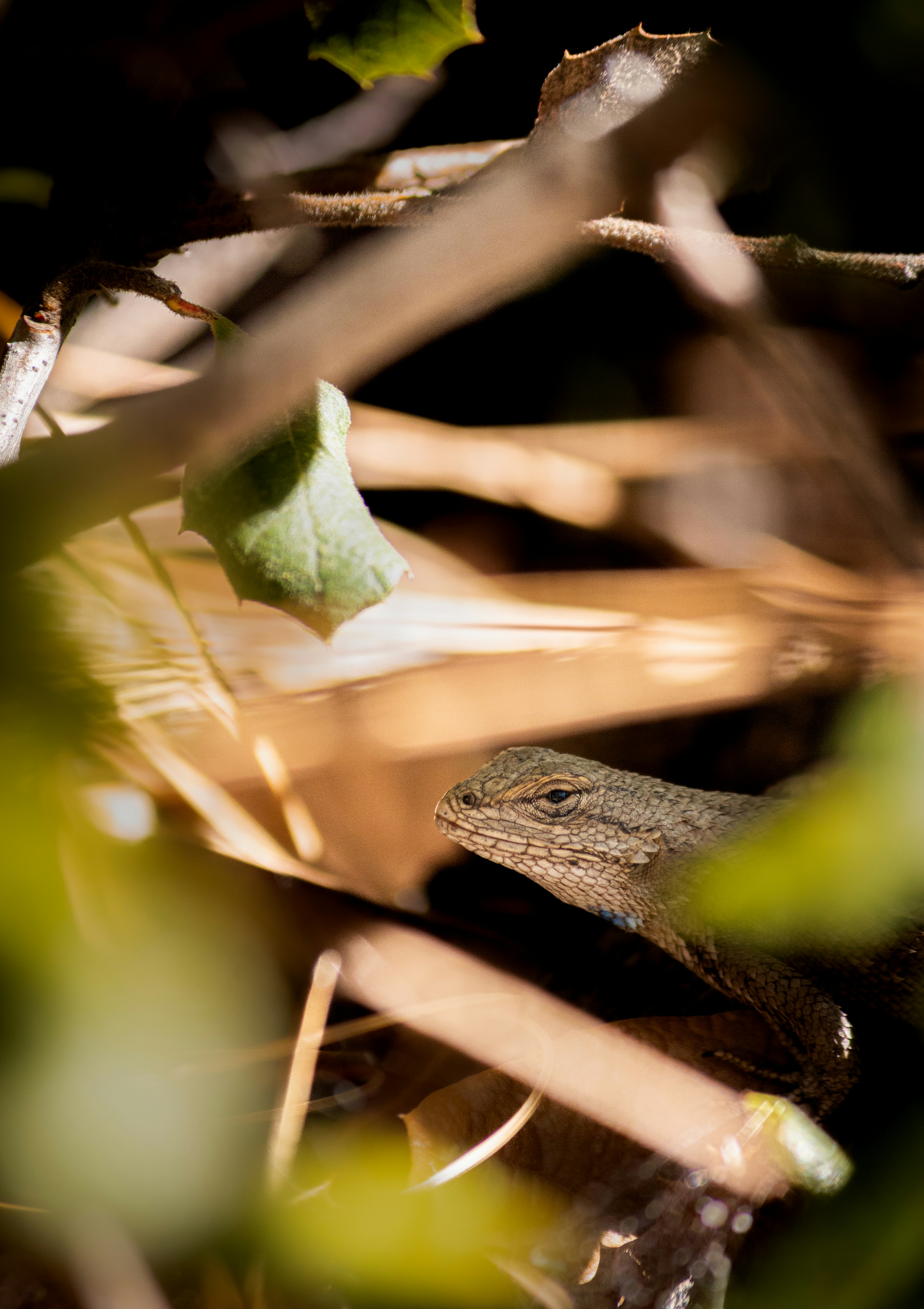 Hidden Champion: A Lizard Emerges Through Autumn Threads