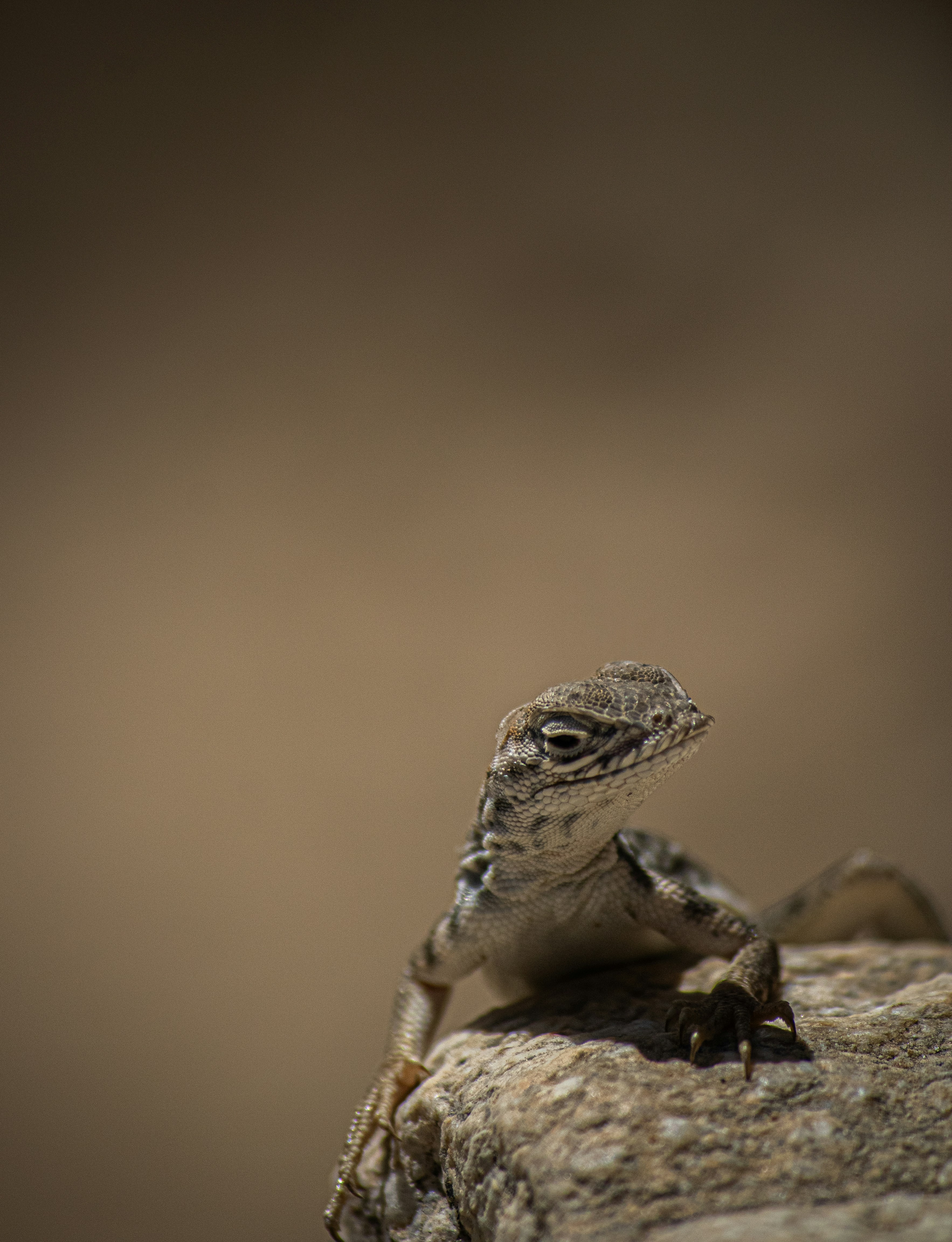 Lone Lizard Perch: A Curious Gaze Above the Rock