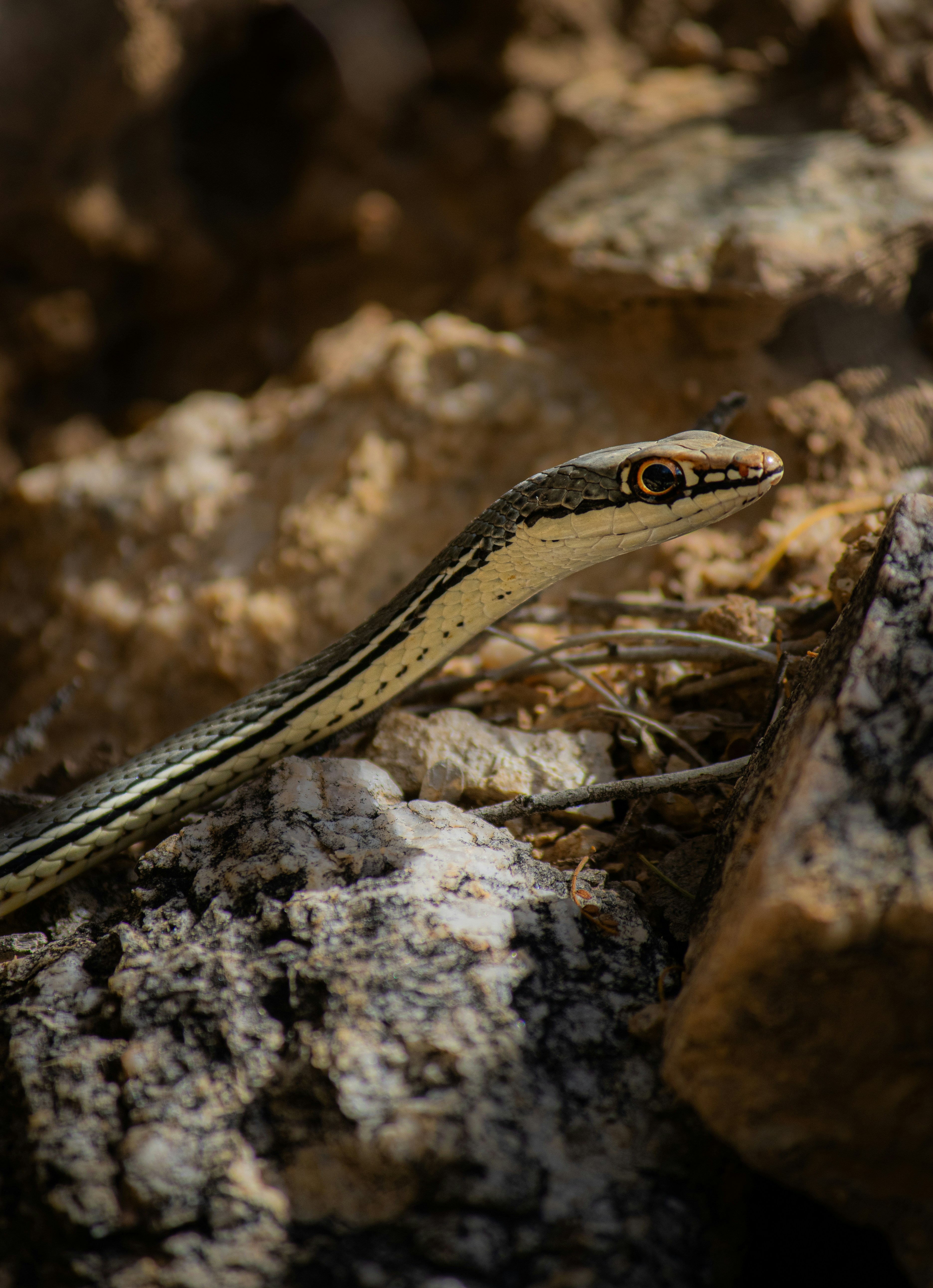 Desert-ivy Thin Snake Stretched Across Rough Rocks