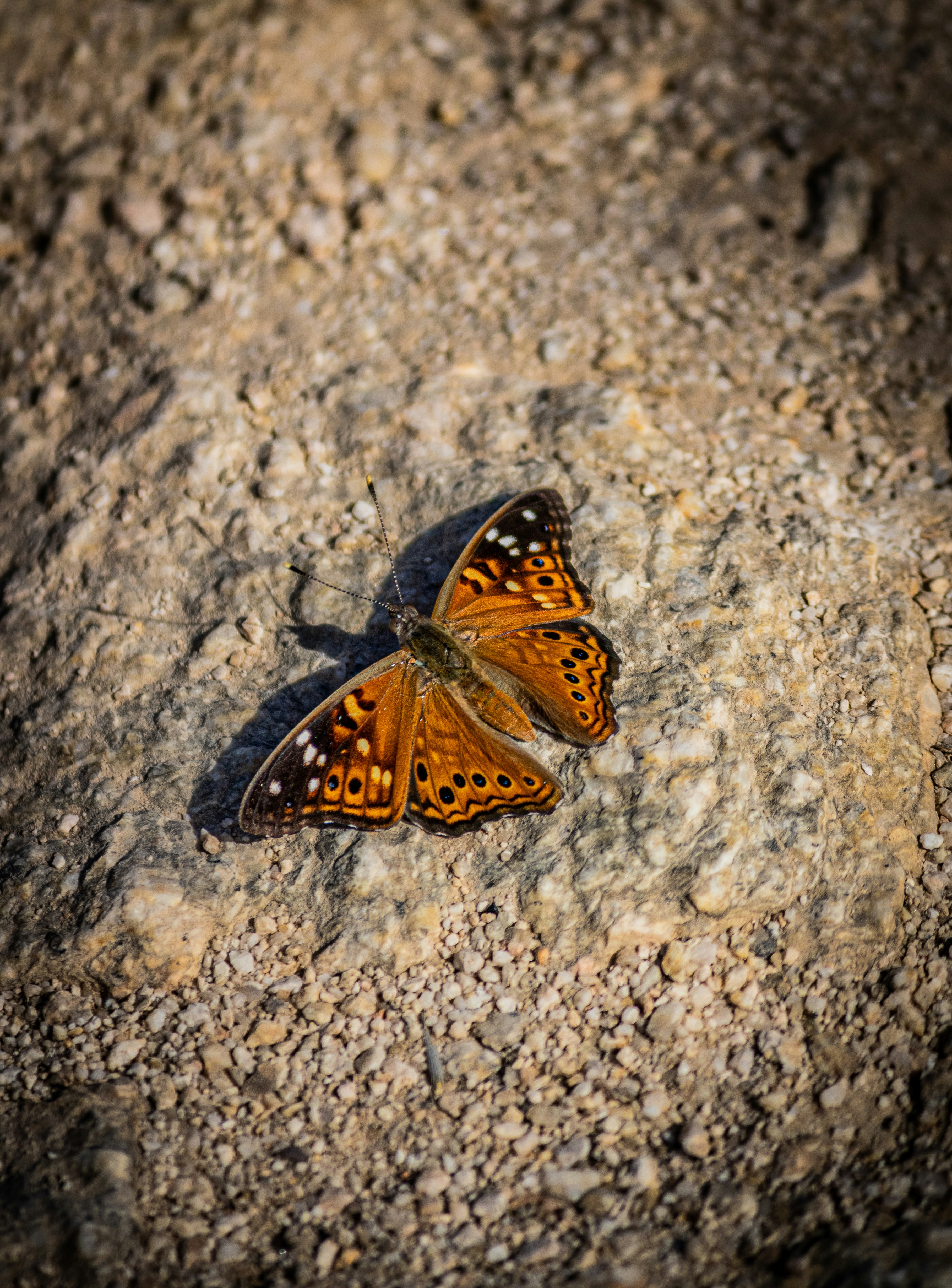 Crimson Wings on Tumbled Stone
