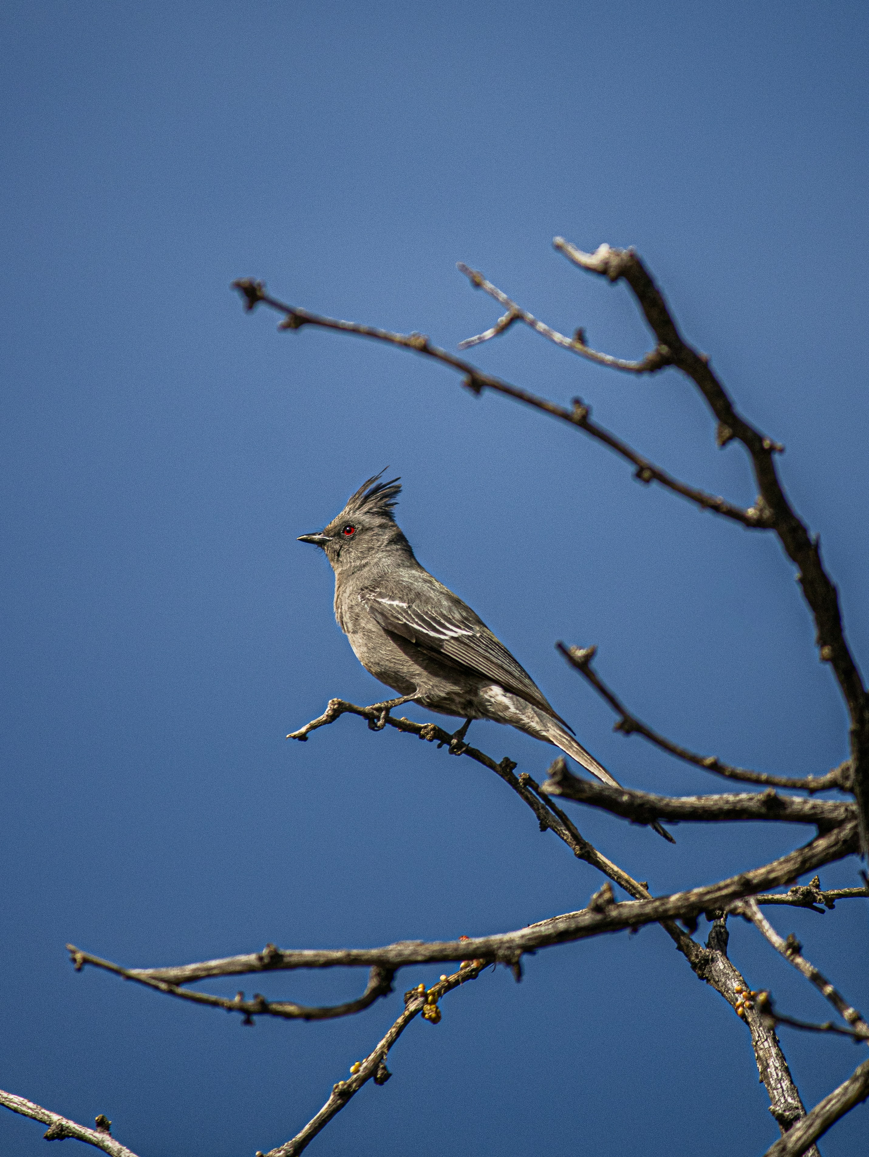 Perched at the Edge: Grey Bird with Crest Against a Clear Blue