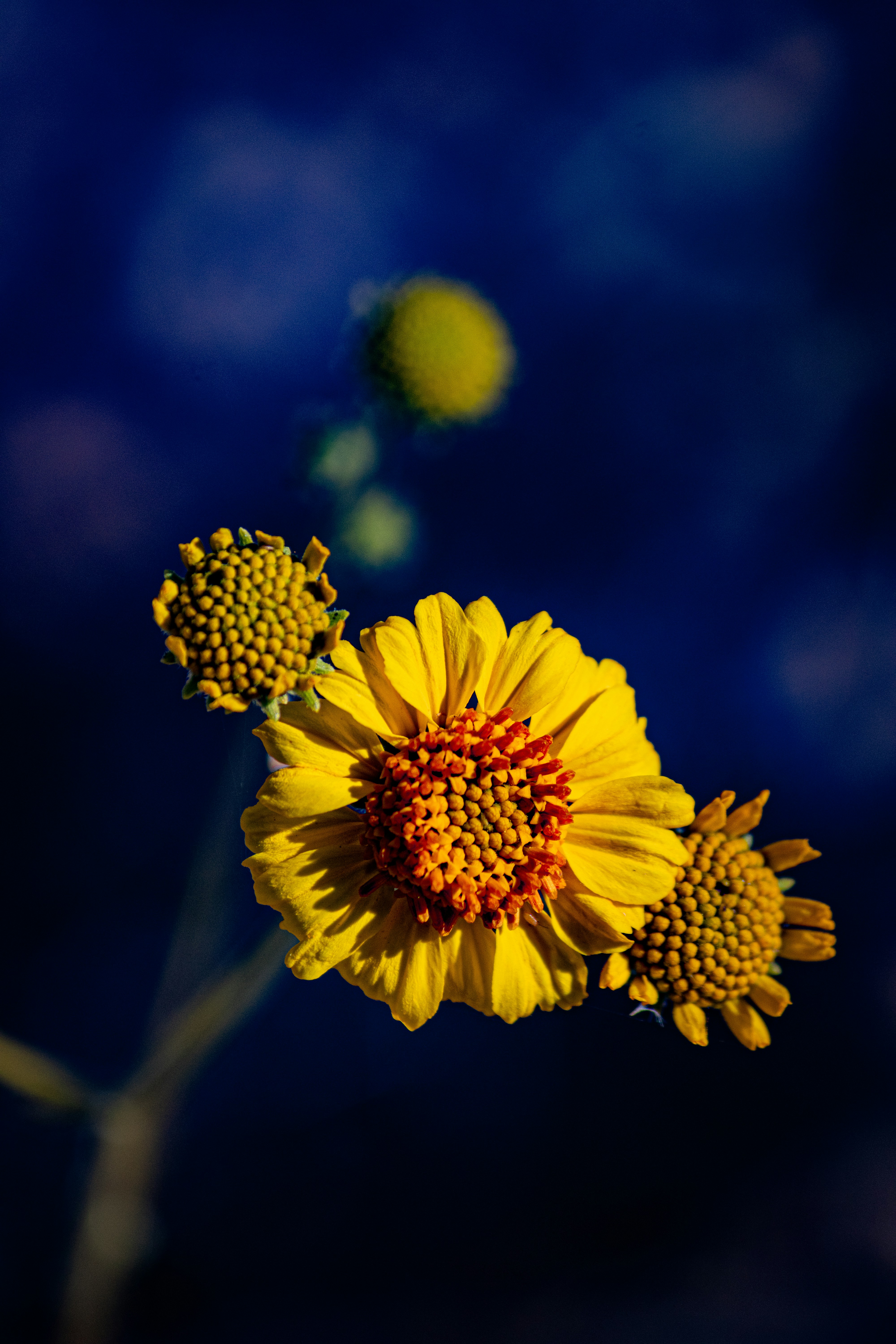 Golden Bloom in Night-Wall Garden