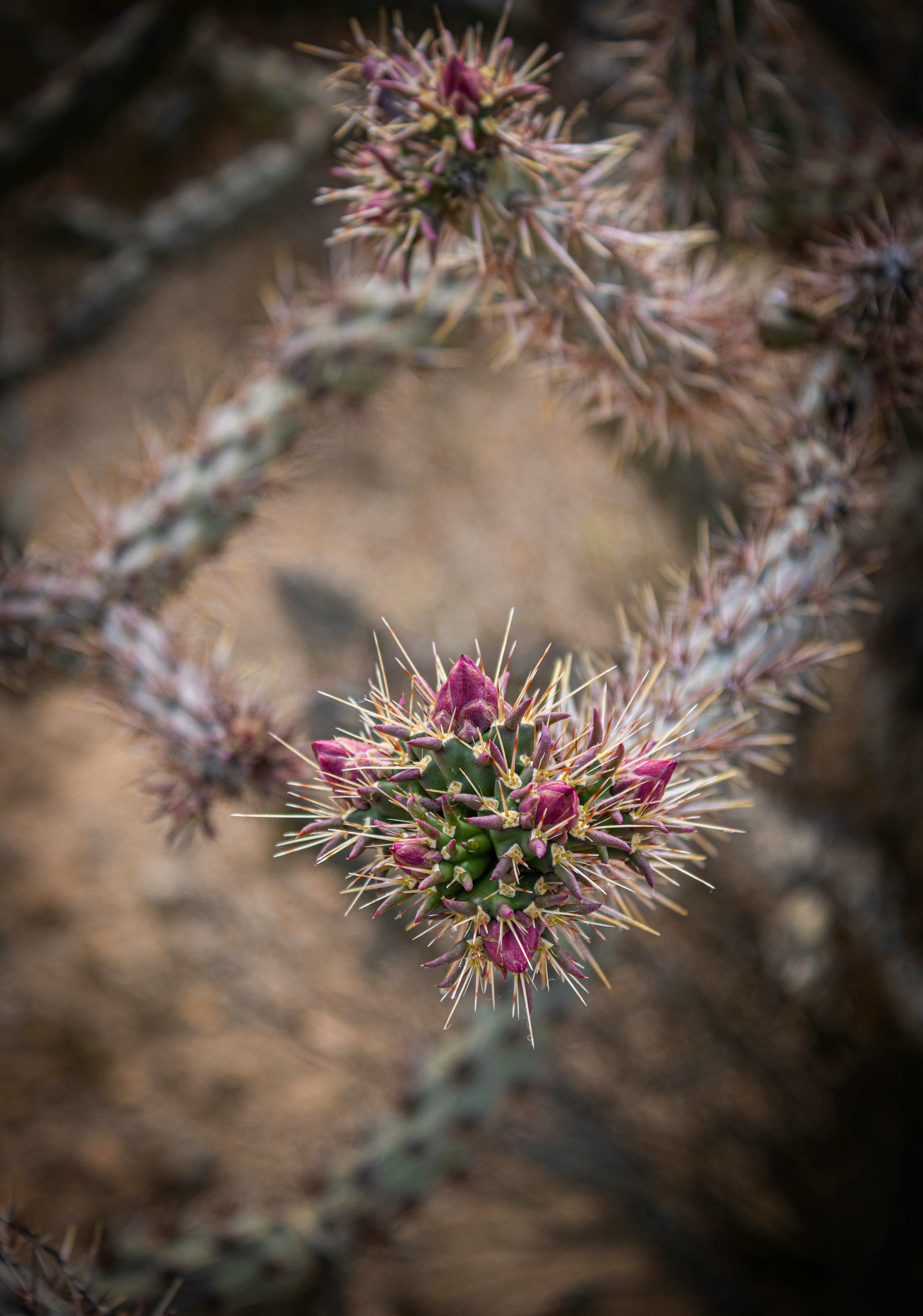 Spiky Bloom in Focus: Desert Crown of Thorns