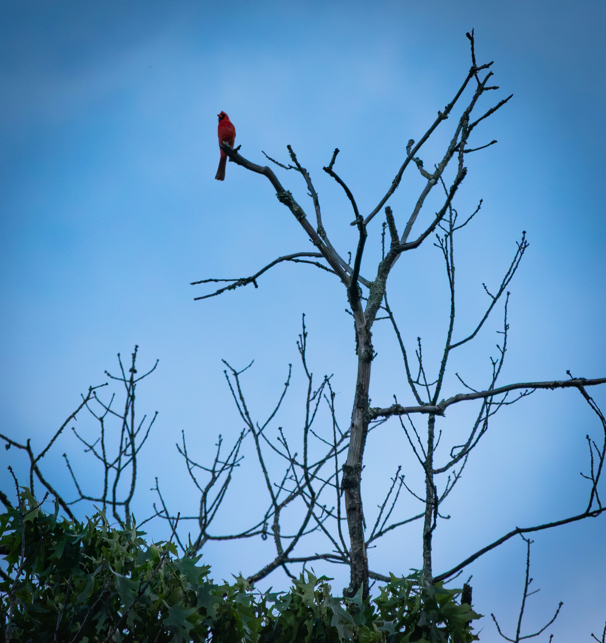 Scarlet Silence: A Red Cardinal Perches Above Winter Bare Limbs