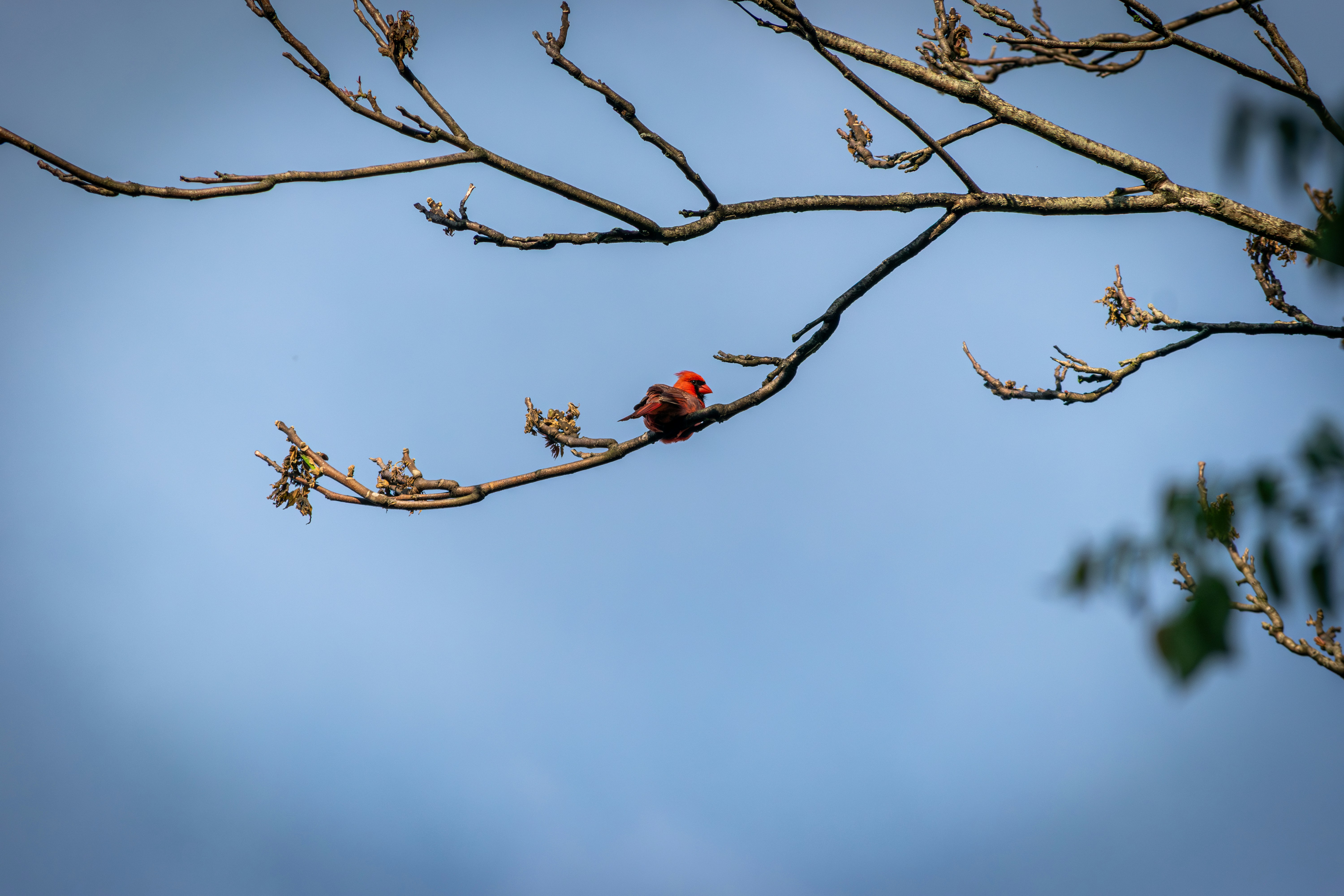 A Scarlet Song perched on a thin branch against a cobalt sky