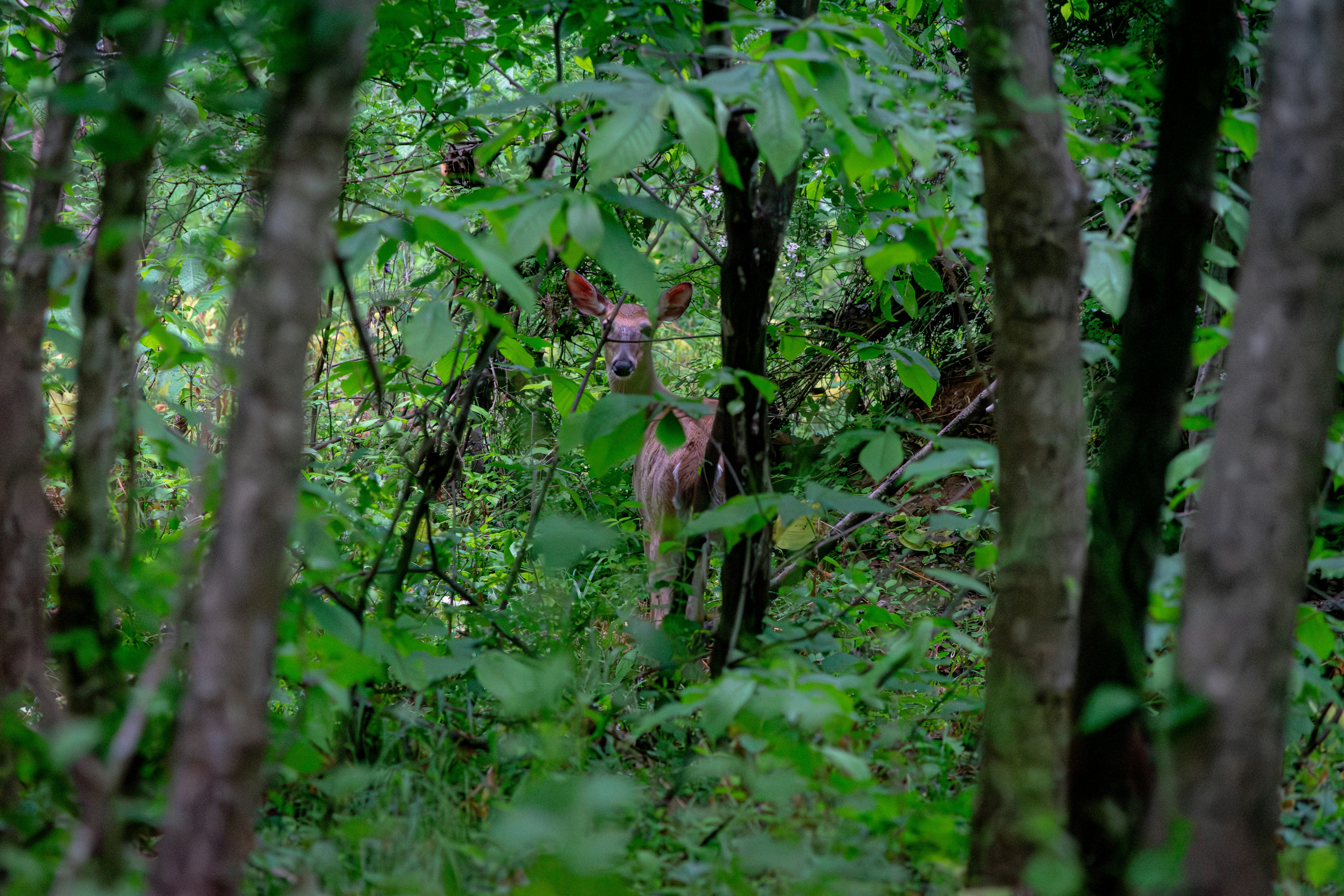 Hidden Whistler: A Deer Steals a Quiet Moment in Green Canopy