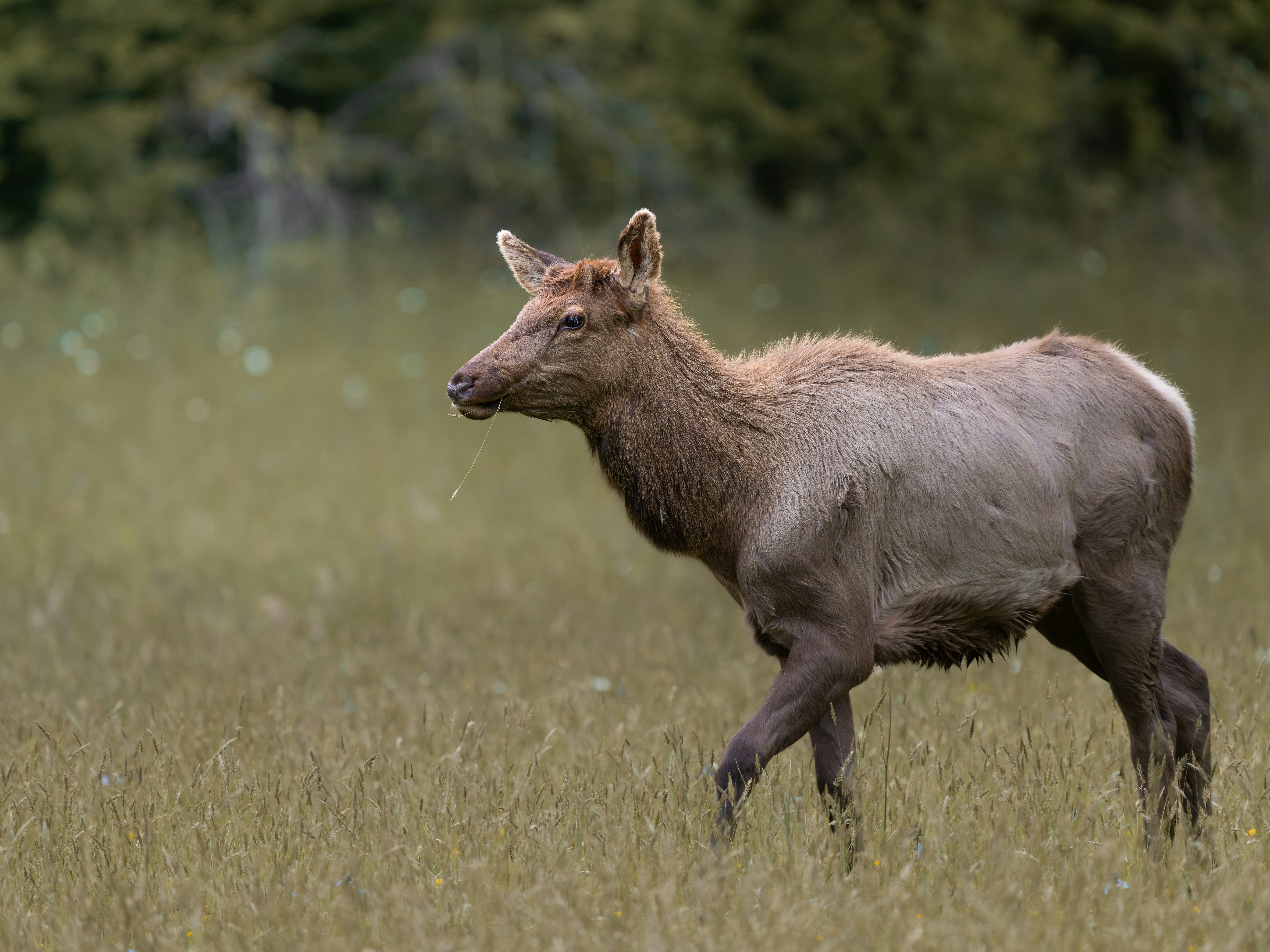 Field Stalker: A Horned silhouette across sunlit grass