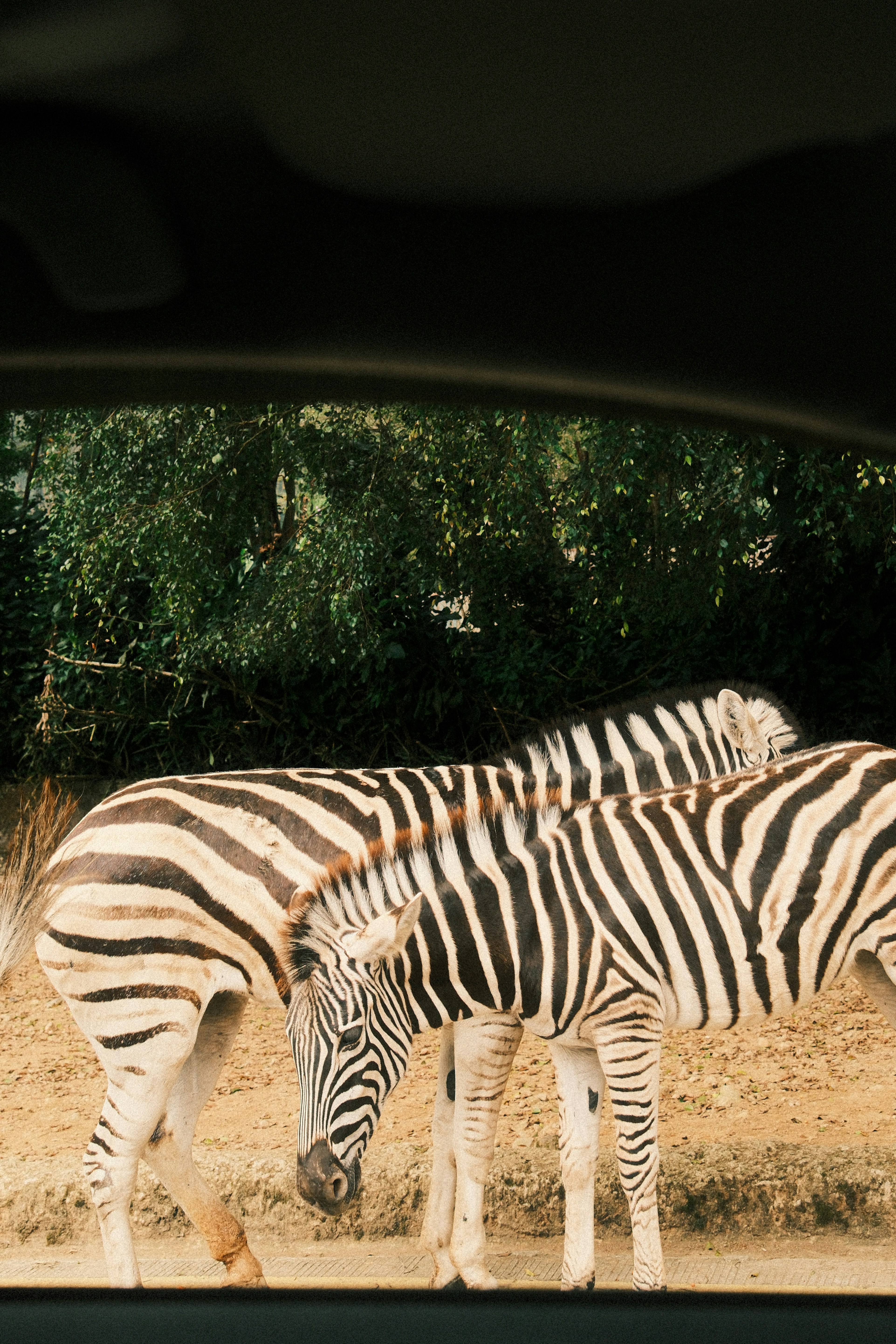 Zebras in Shade: Stripes Meet Parked Car Light
