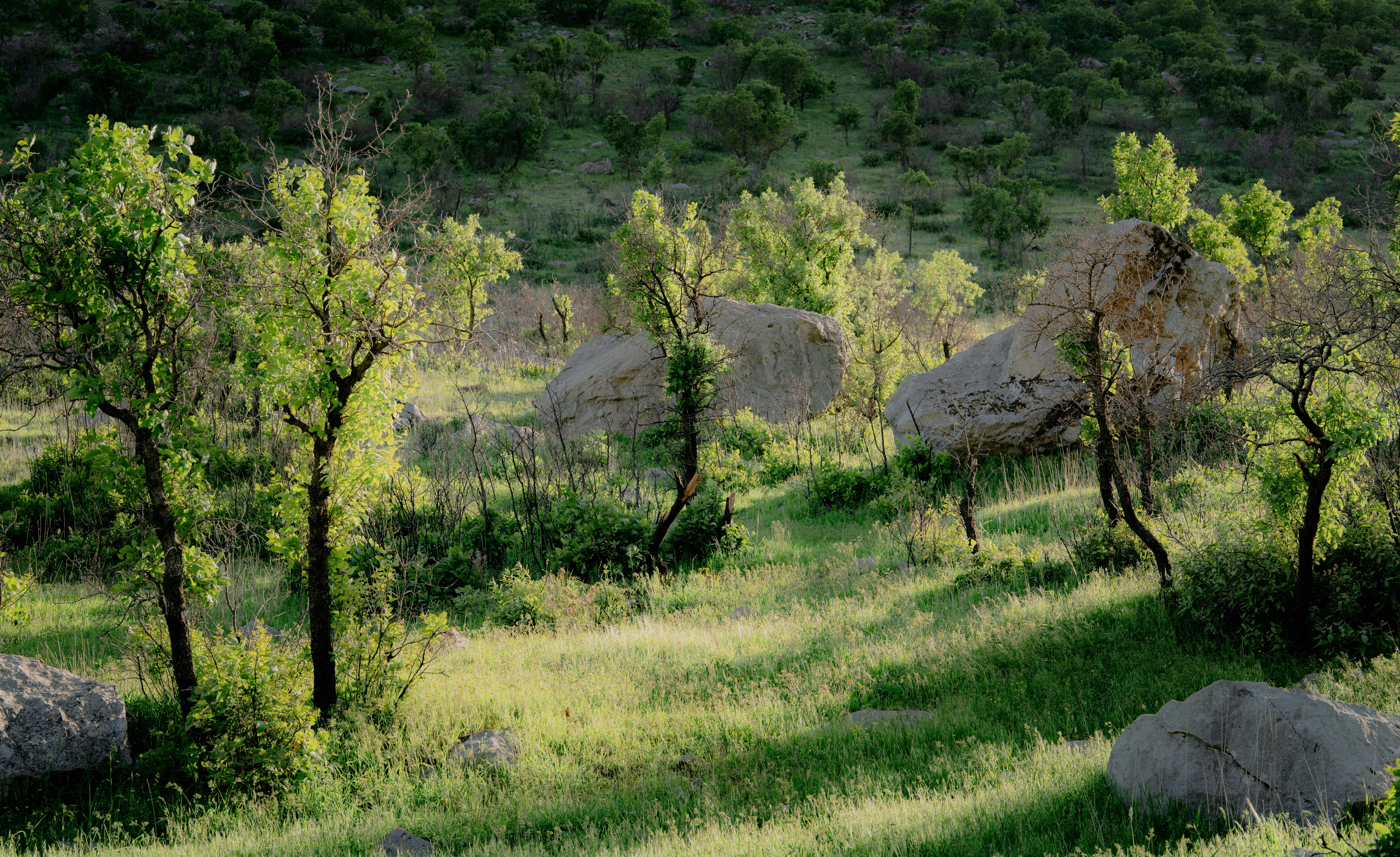 Sunlit Scrub: Quiet Greeneery Among Rocks