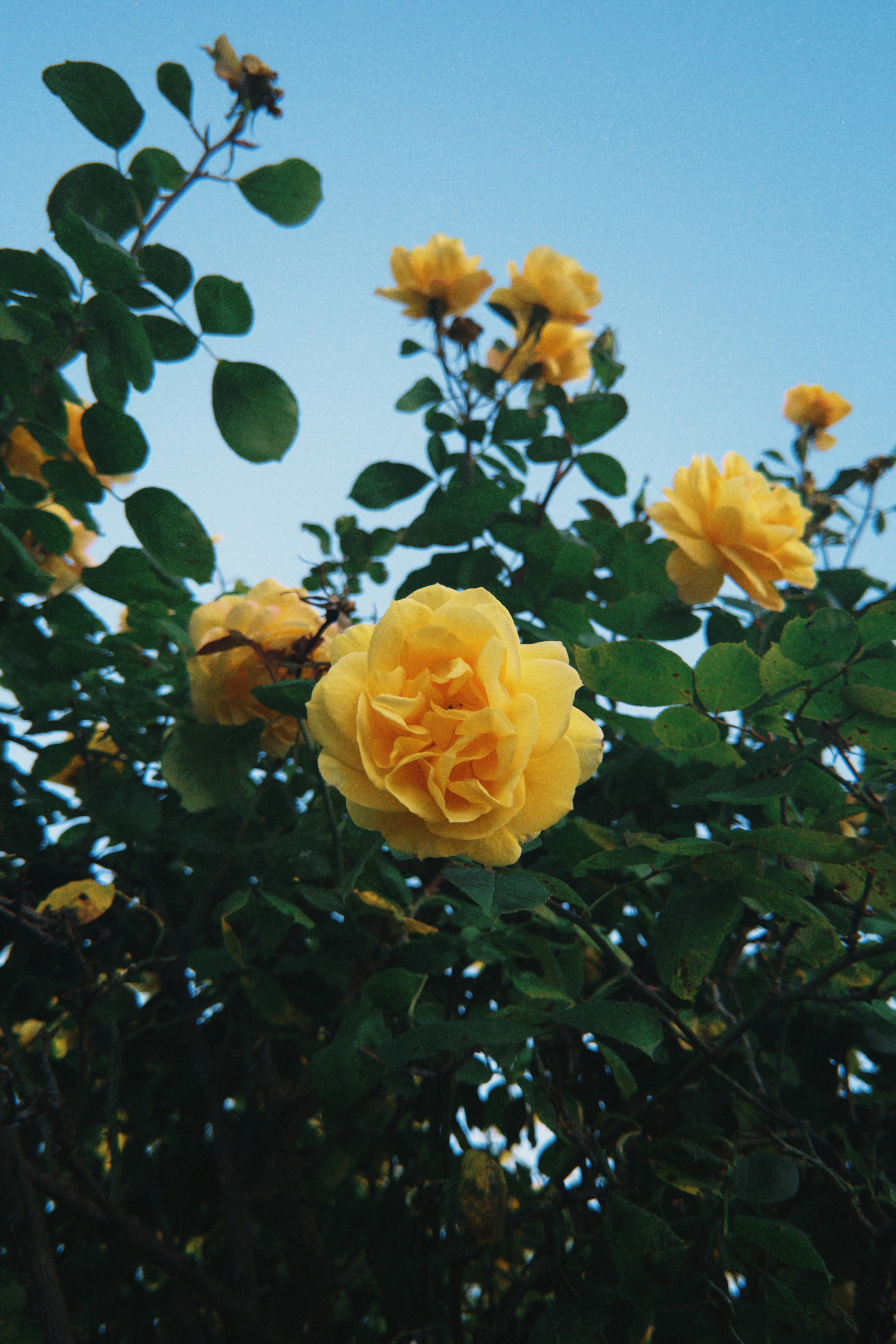 Golden Rose Crowned Against a Clear Sky