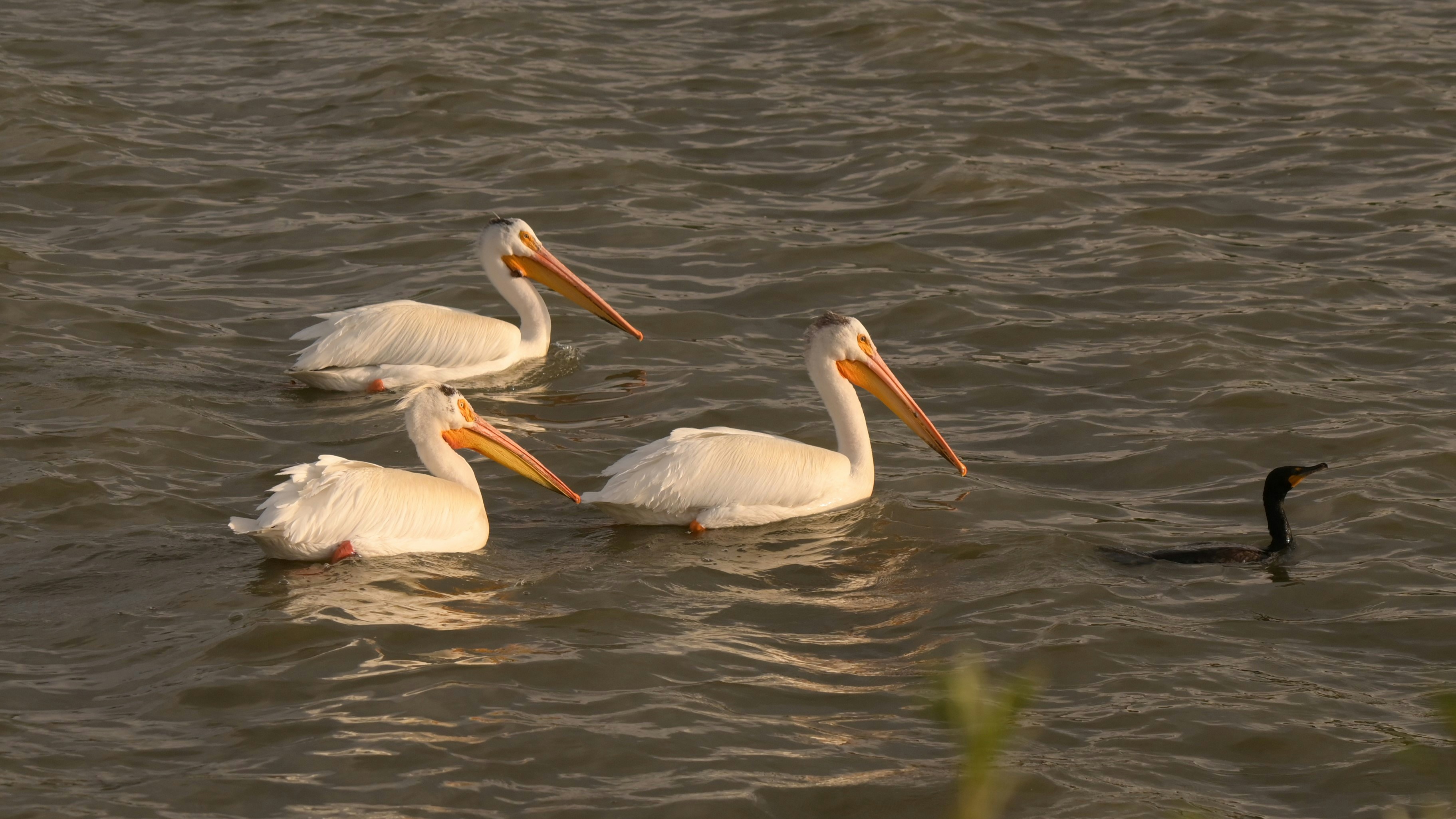 Three White Pelicans on a Quiet Waterway
