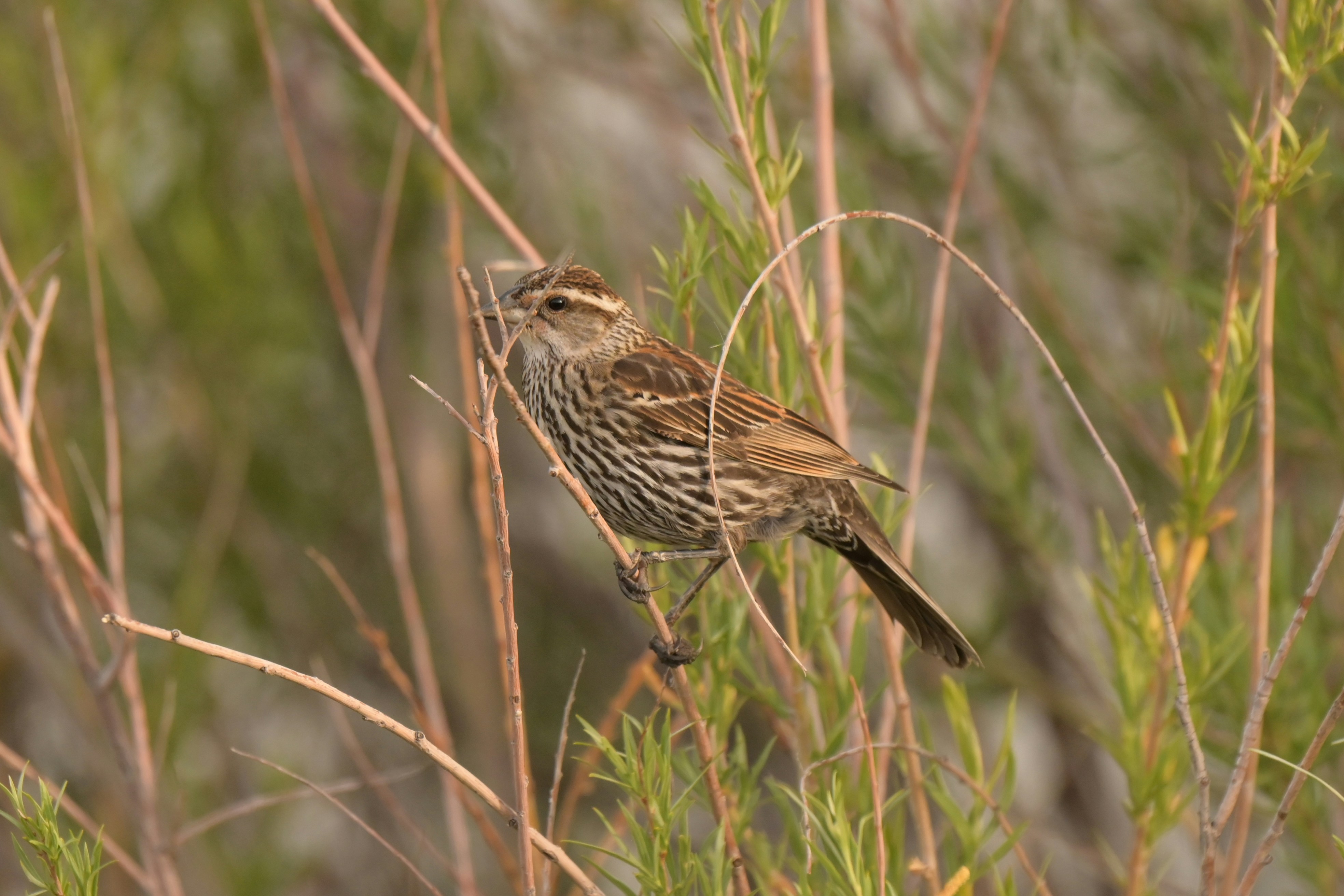 Streaked Songbird Amid Sparse Greenery