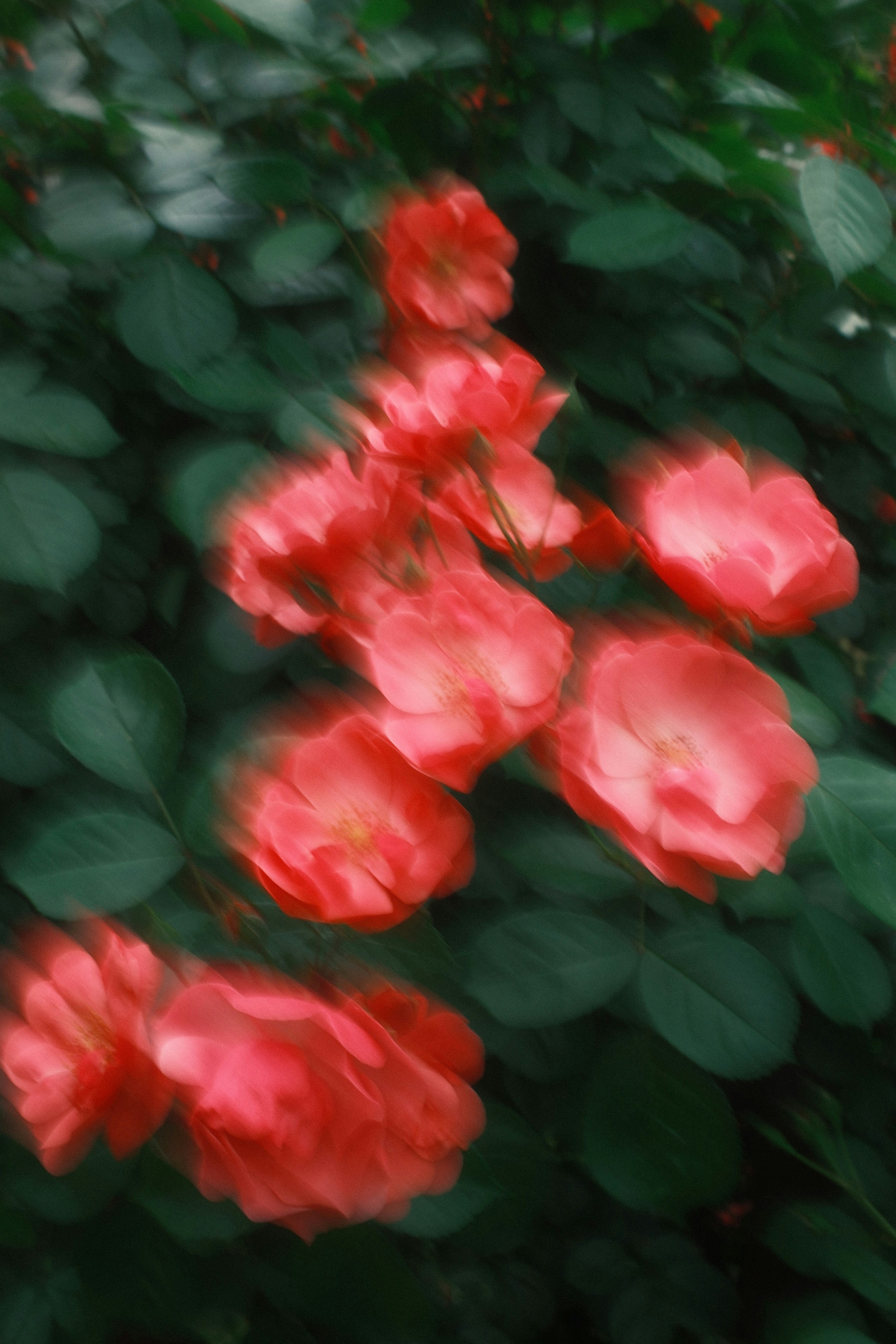 Blurred Coral Roses in a Shaded Garden Bed