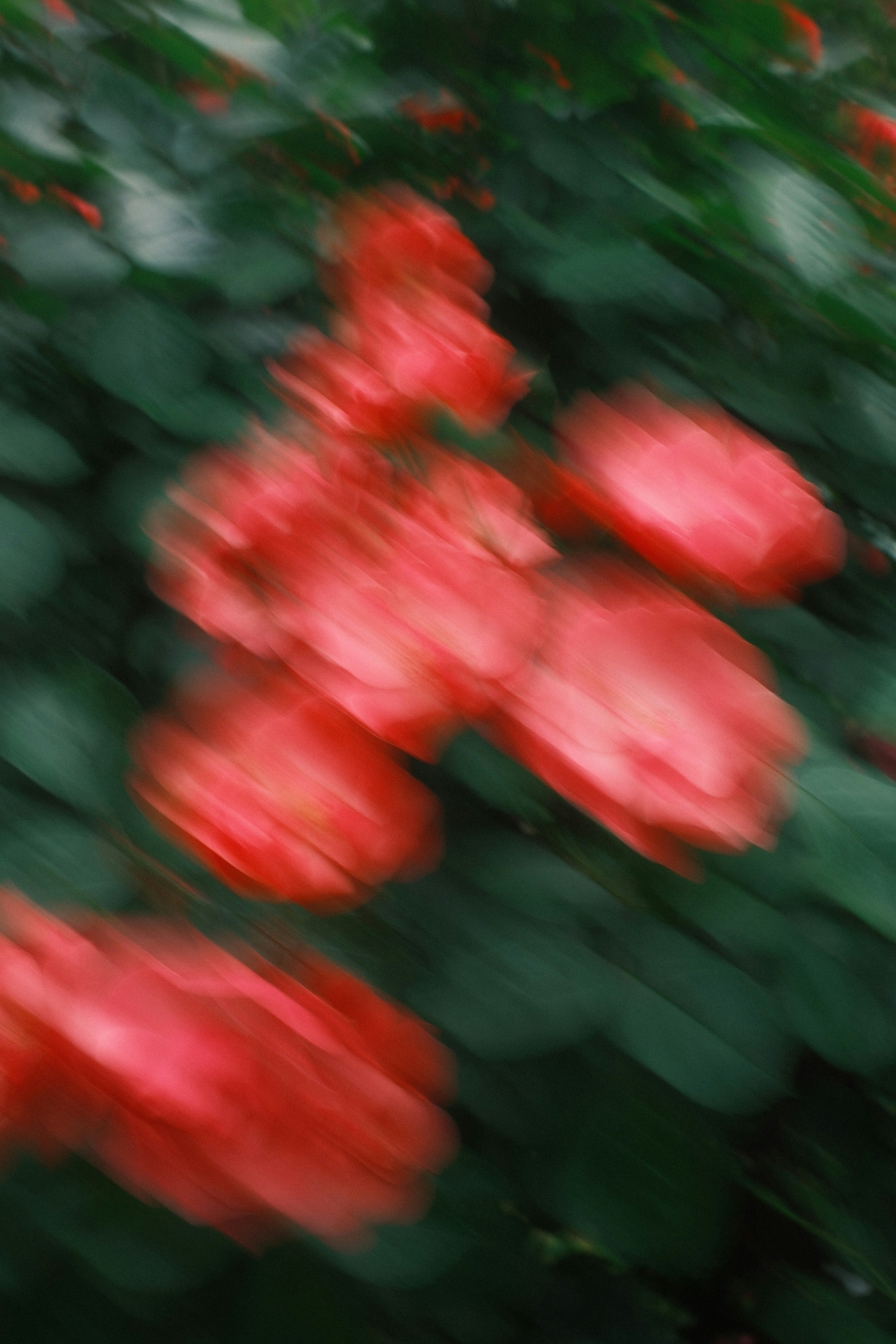 Blushing Roses in Soft Blur