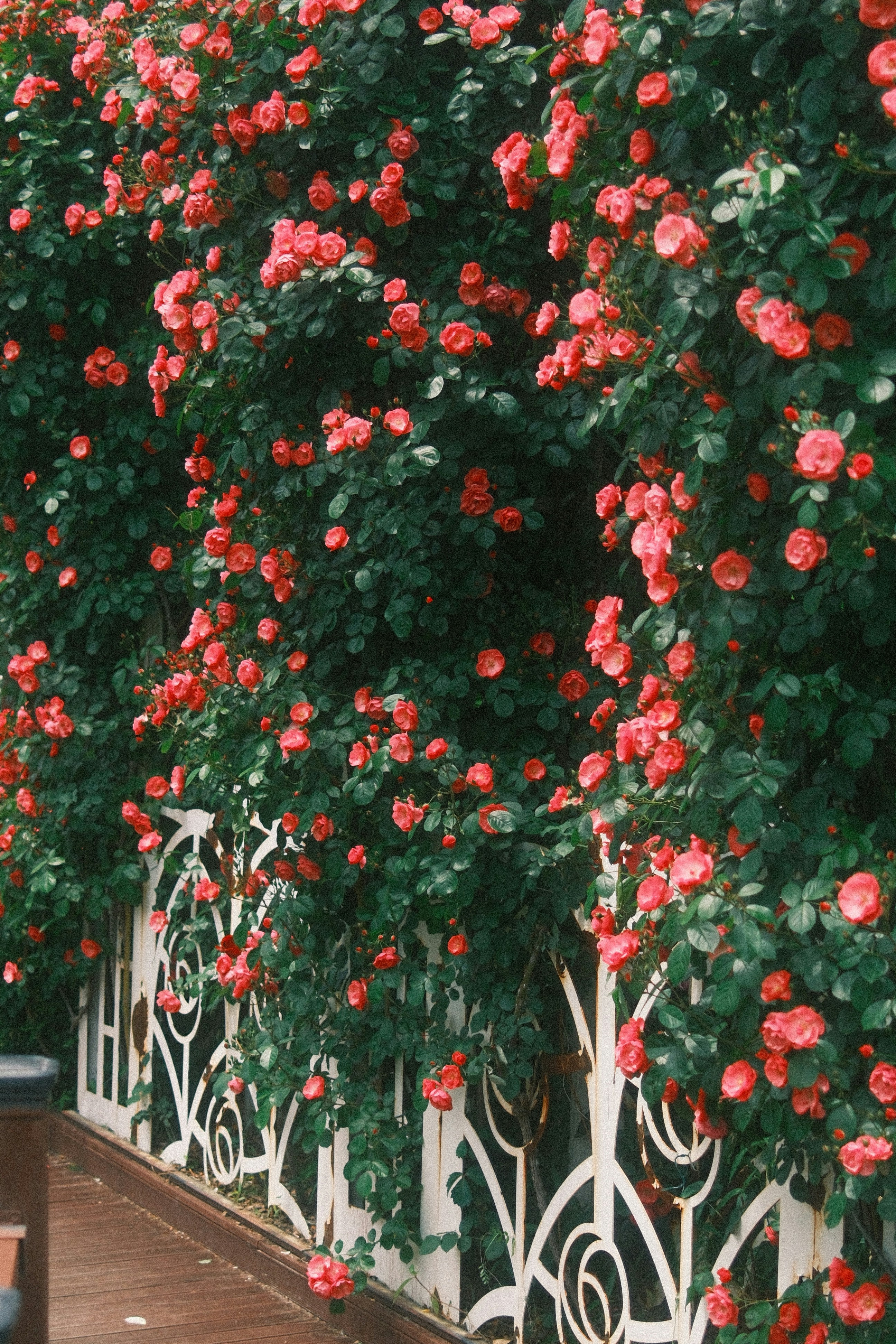 Cascading Crimson Barrier: A Wall of Roses Over a Wrought-Iron Fence