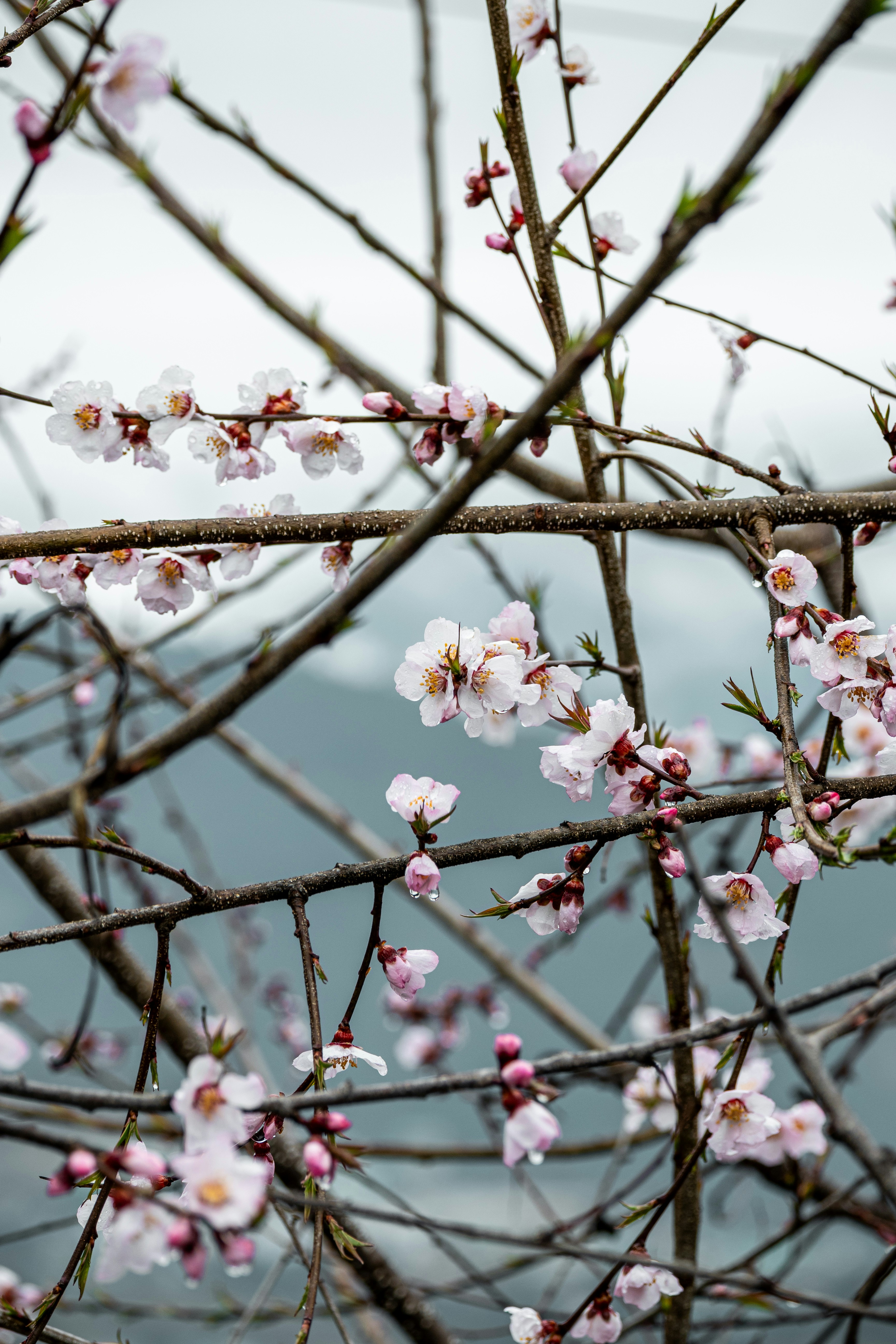 Blossoms in Focus: Framing Through a Crisscross of Spring