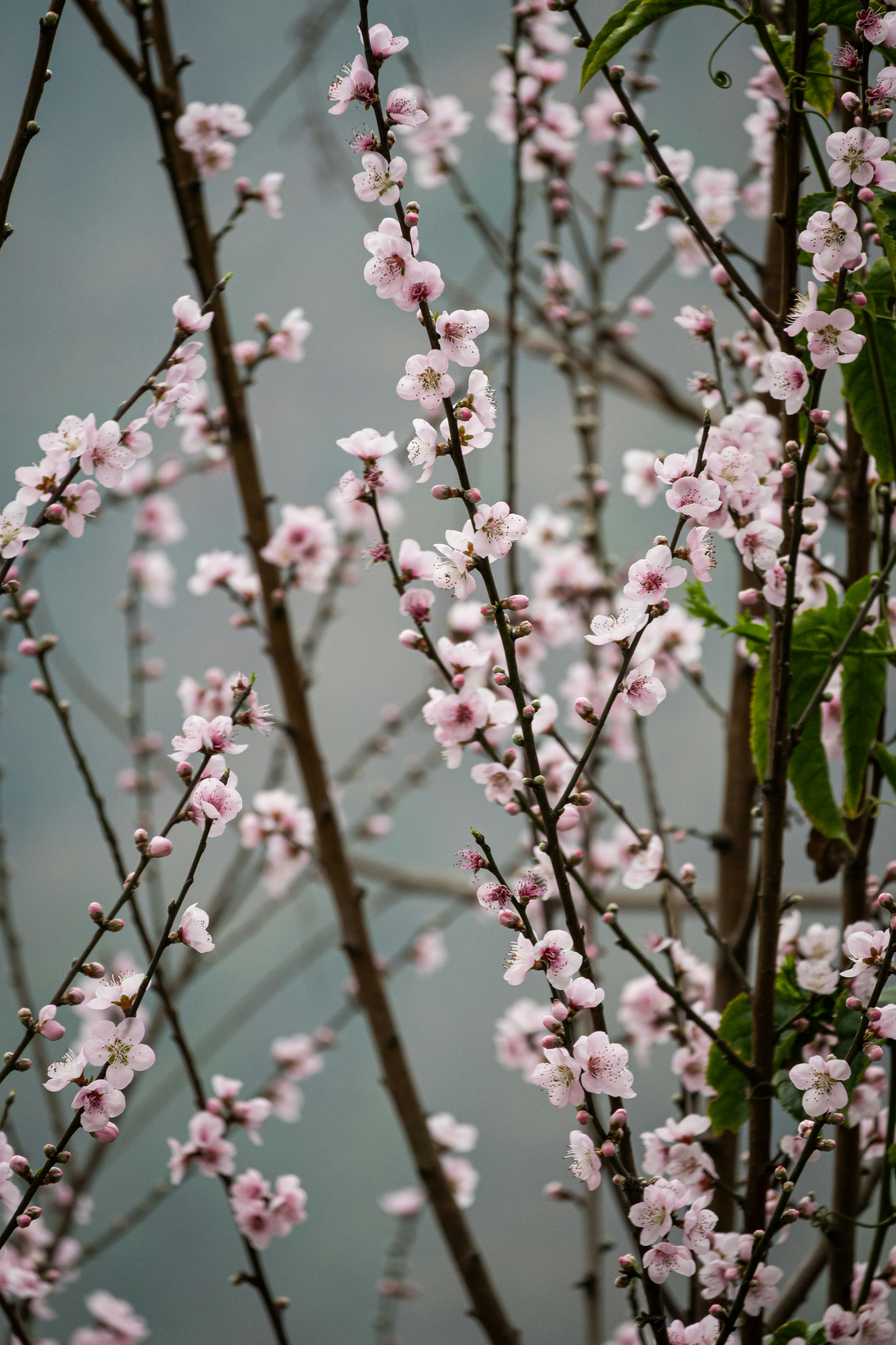 Pink Blossom Lattices: Gentle Branches in Soft Focus