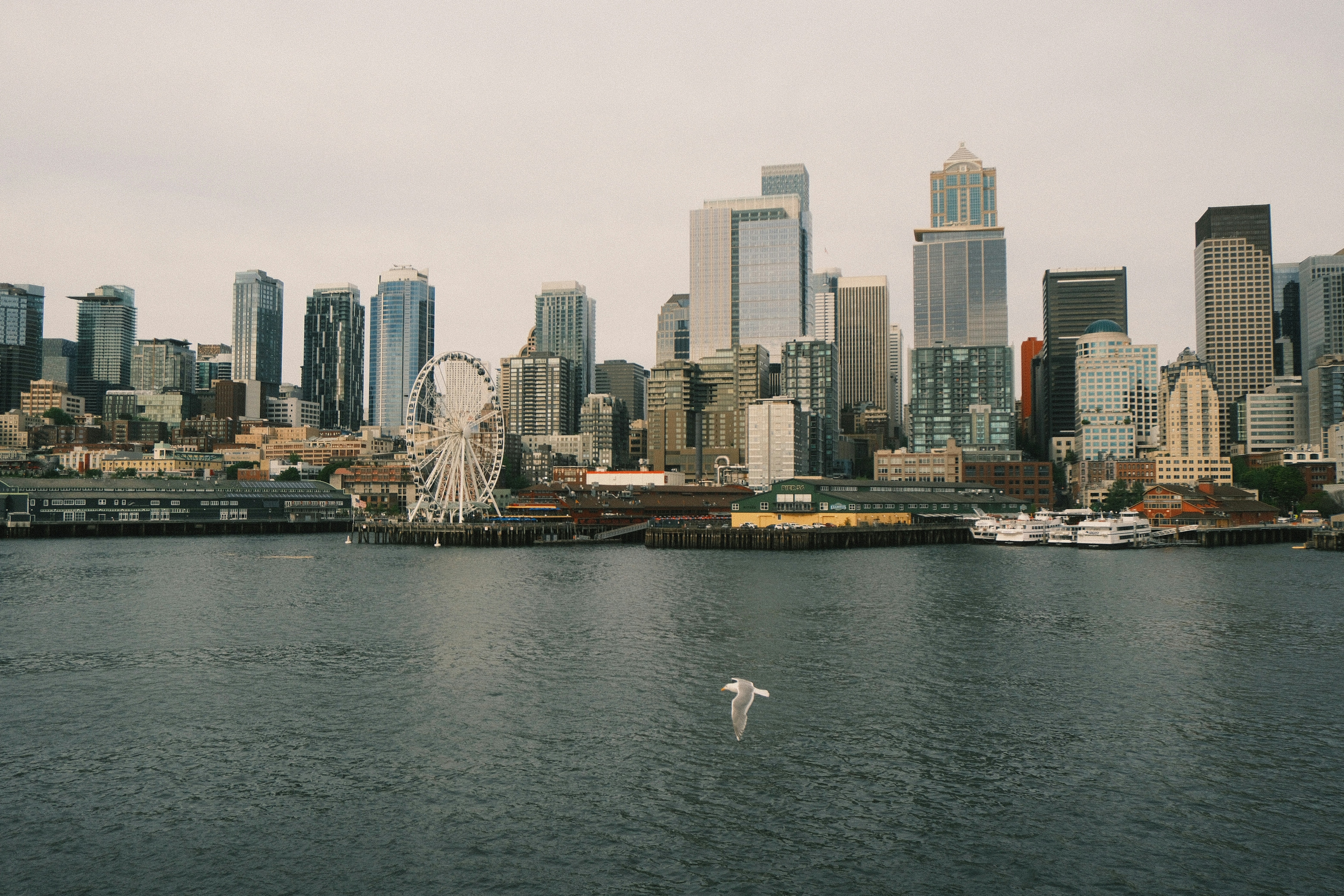 Seagull over a Helsinki-like skyline harbor with ferris wheel and mid-century high rises