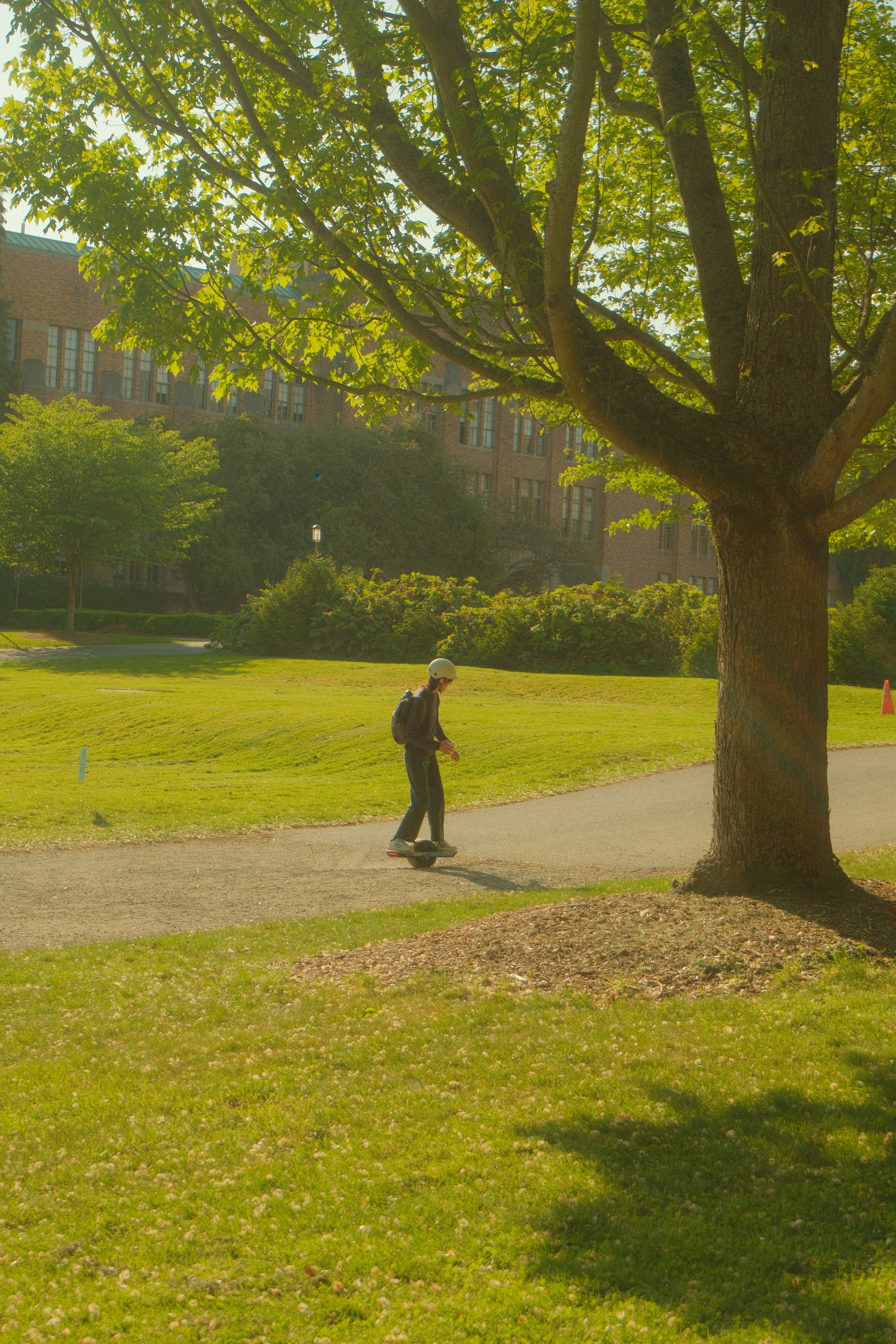 Sunlit Skateboarder Beneath a Whispering Tree