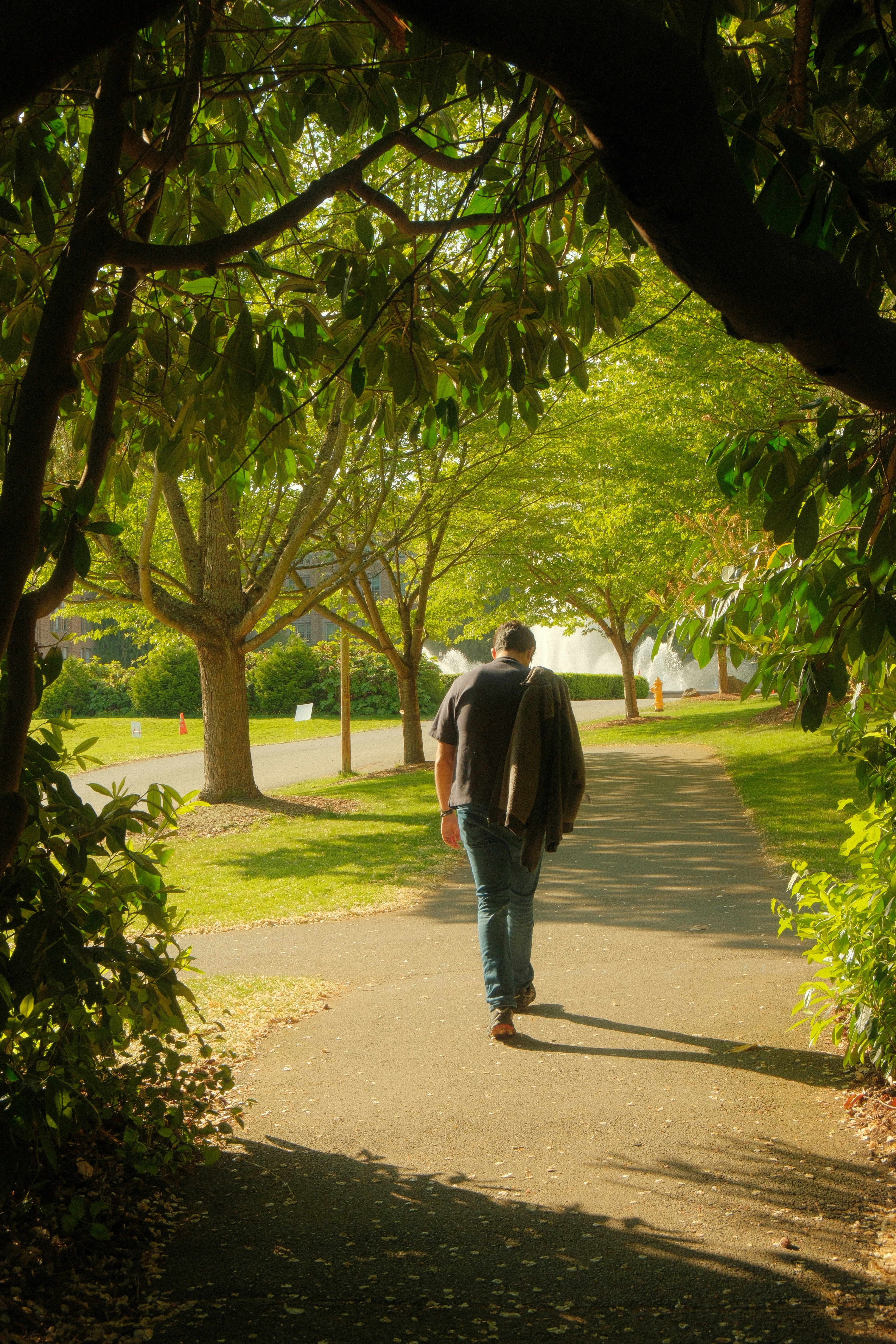Alley of Dappled Light: A Stroll Through the tree-Lined Path