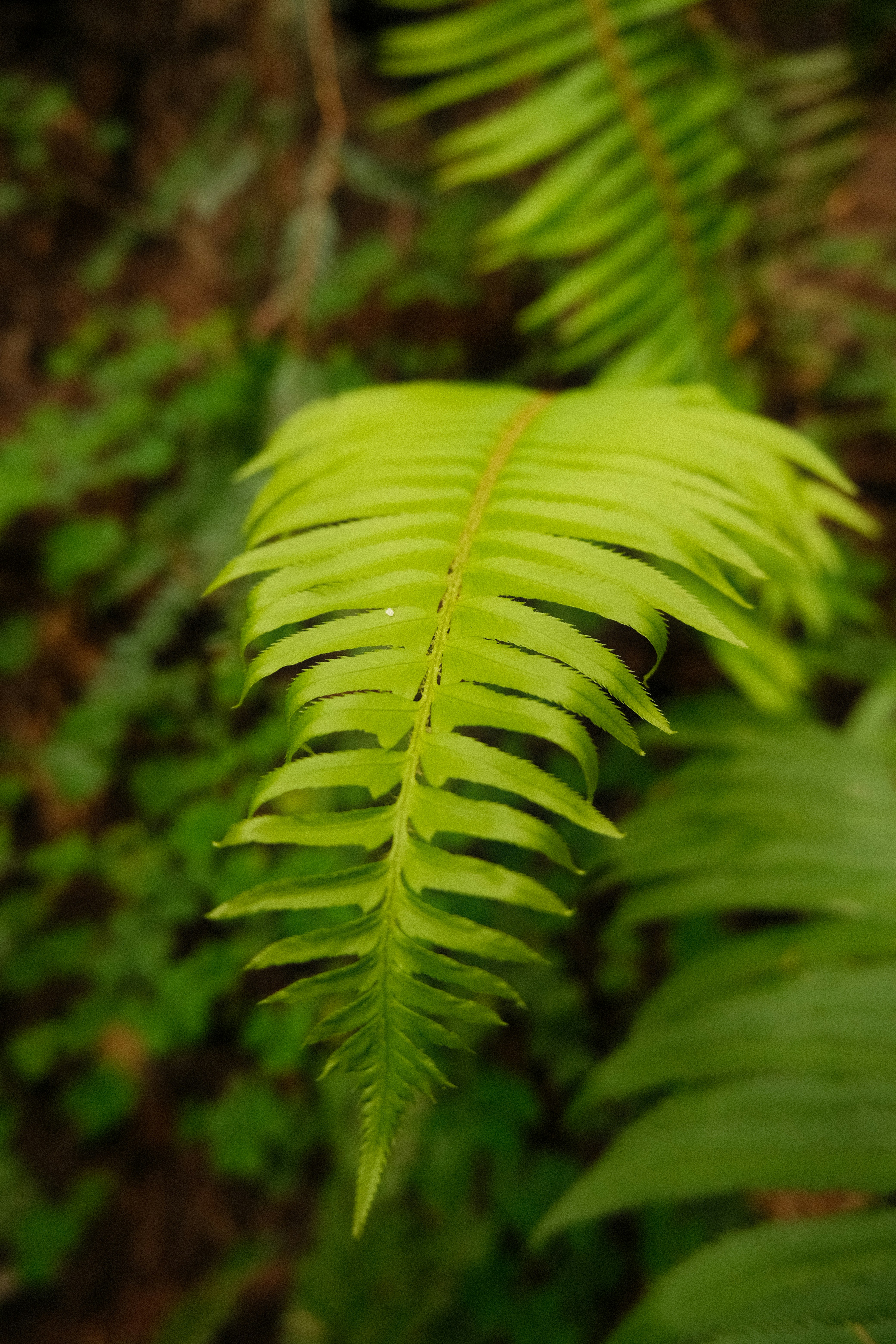 Emerald Fern Frond: A Portrait of Spring Light