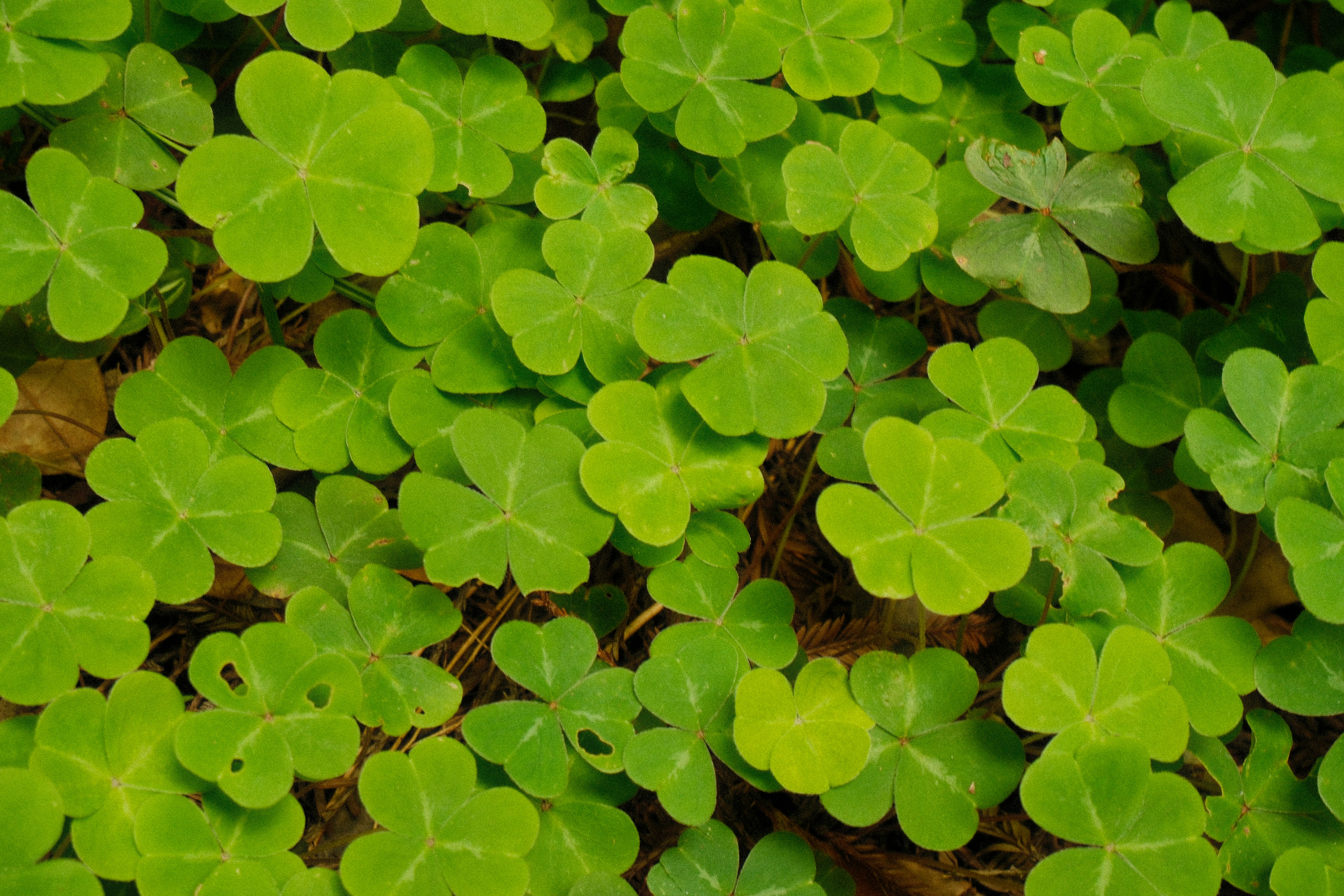 Emerald Carpet: A Close-Up of Four-Leaf Clovers Creating a Meadow of Luck