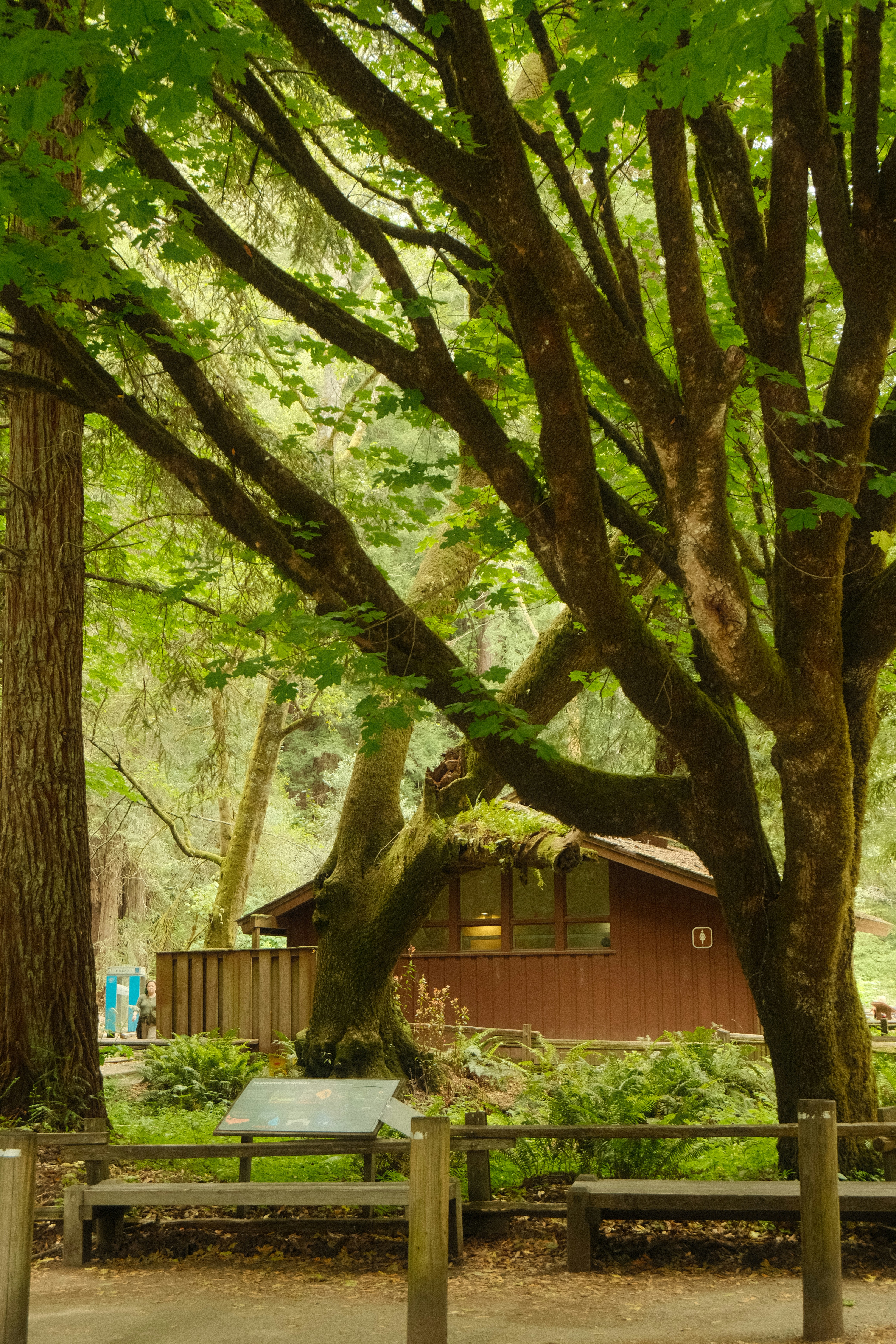 Sunlit Clearing: A Quiet Cabin Nestled in Green Canopy