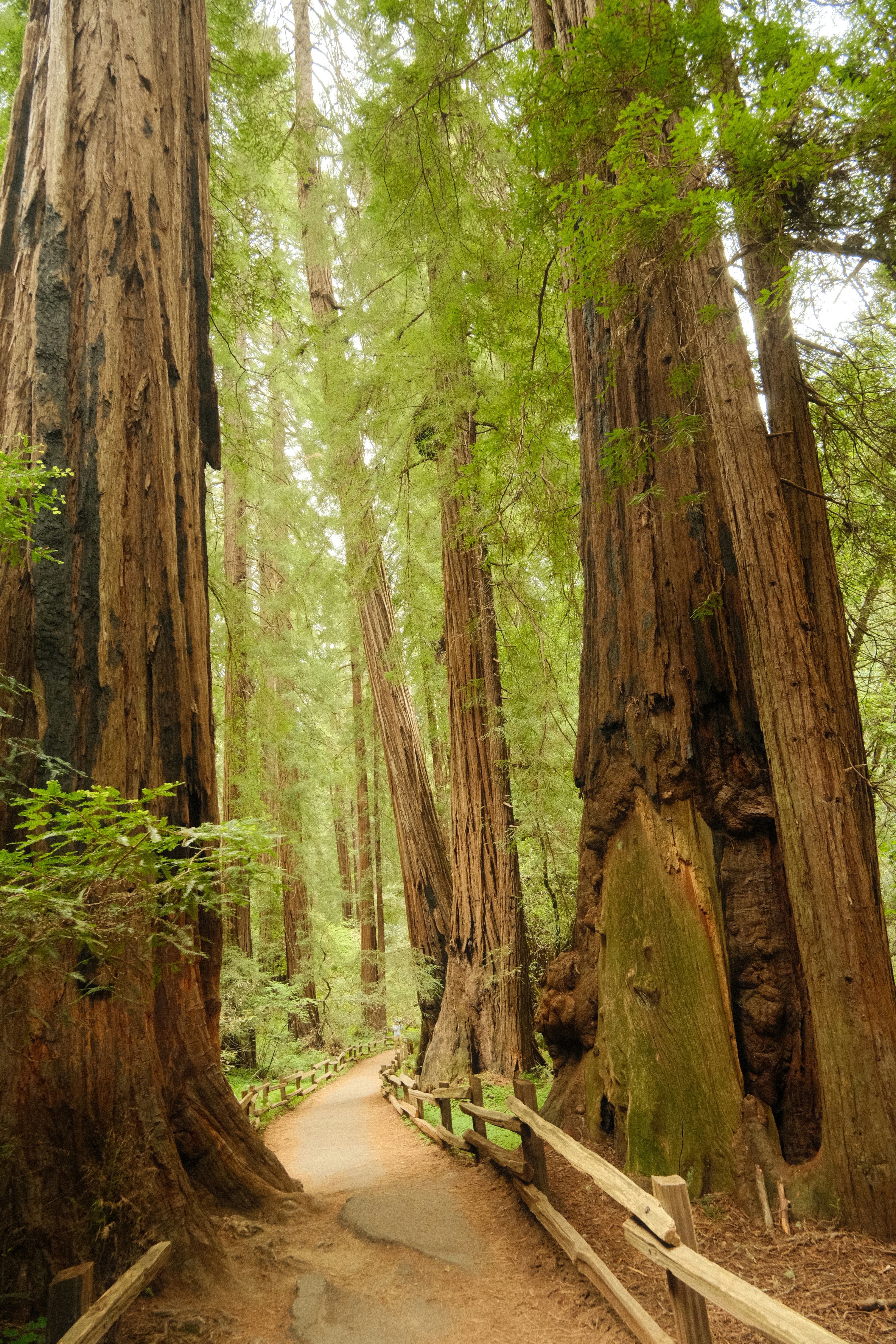 Path Through Ancient Giants