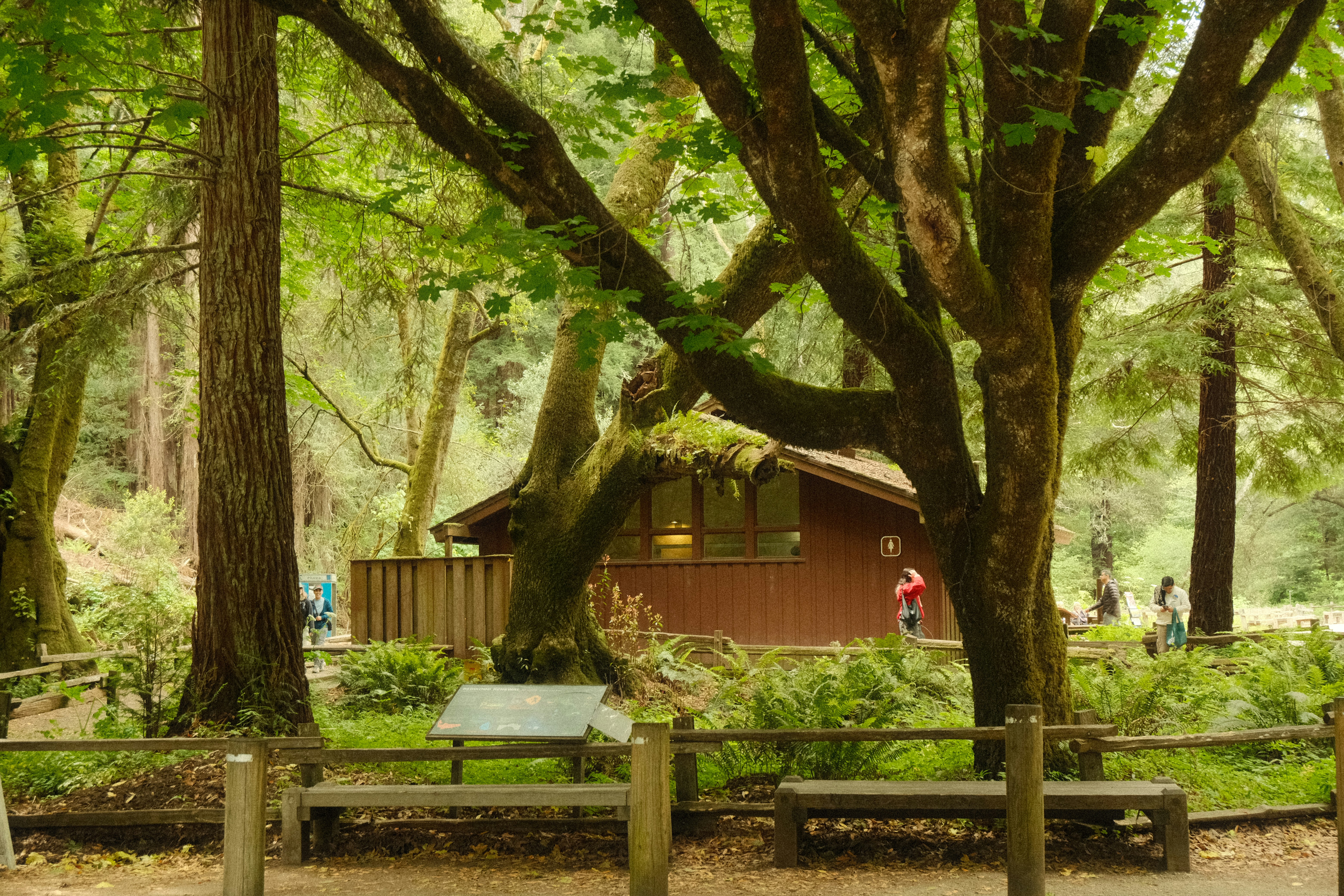 Forest Cabin Beneath Converging Branches