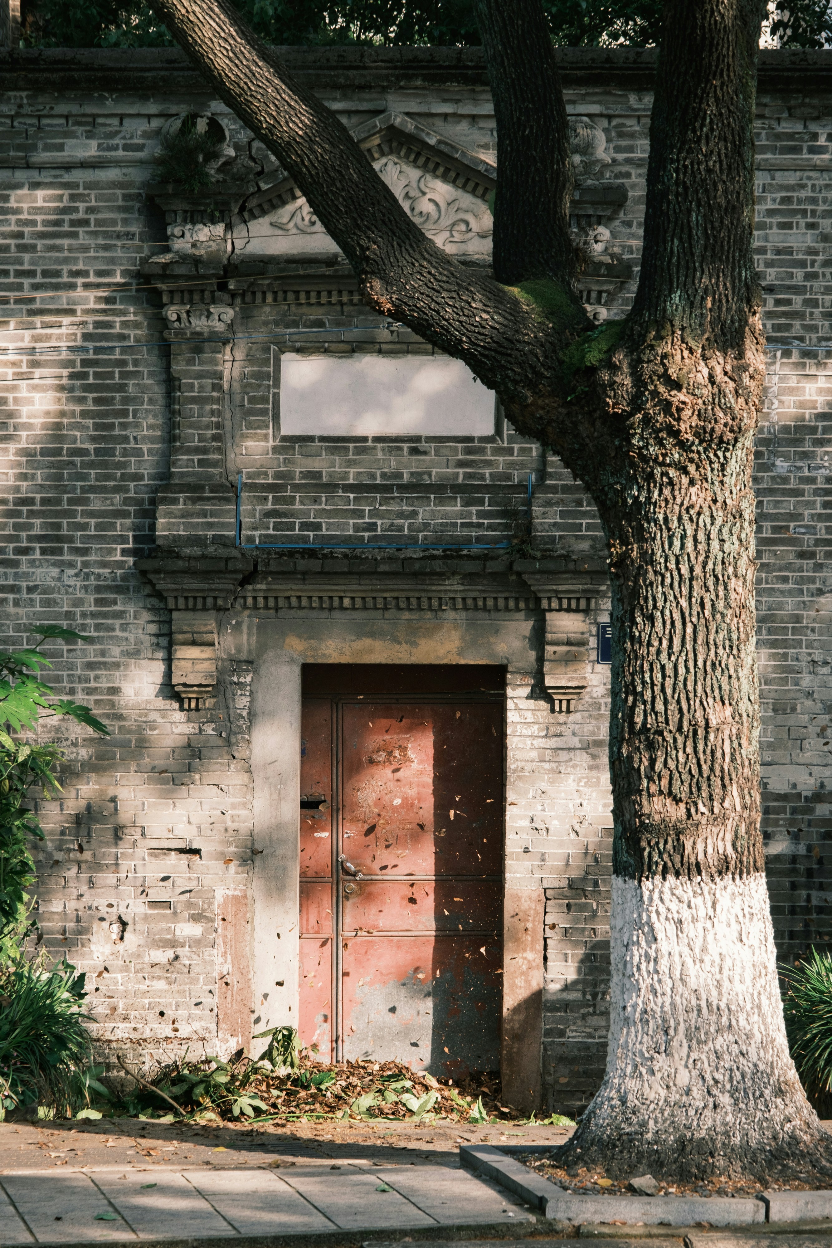 Overgrown Portal: A Weathered Door Framed by a Winding Tree