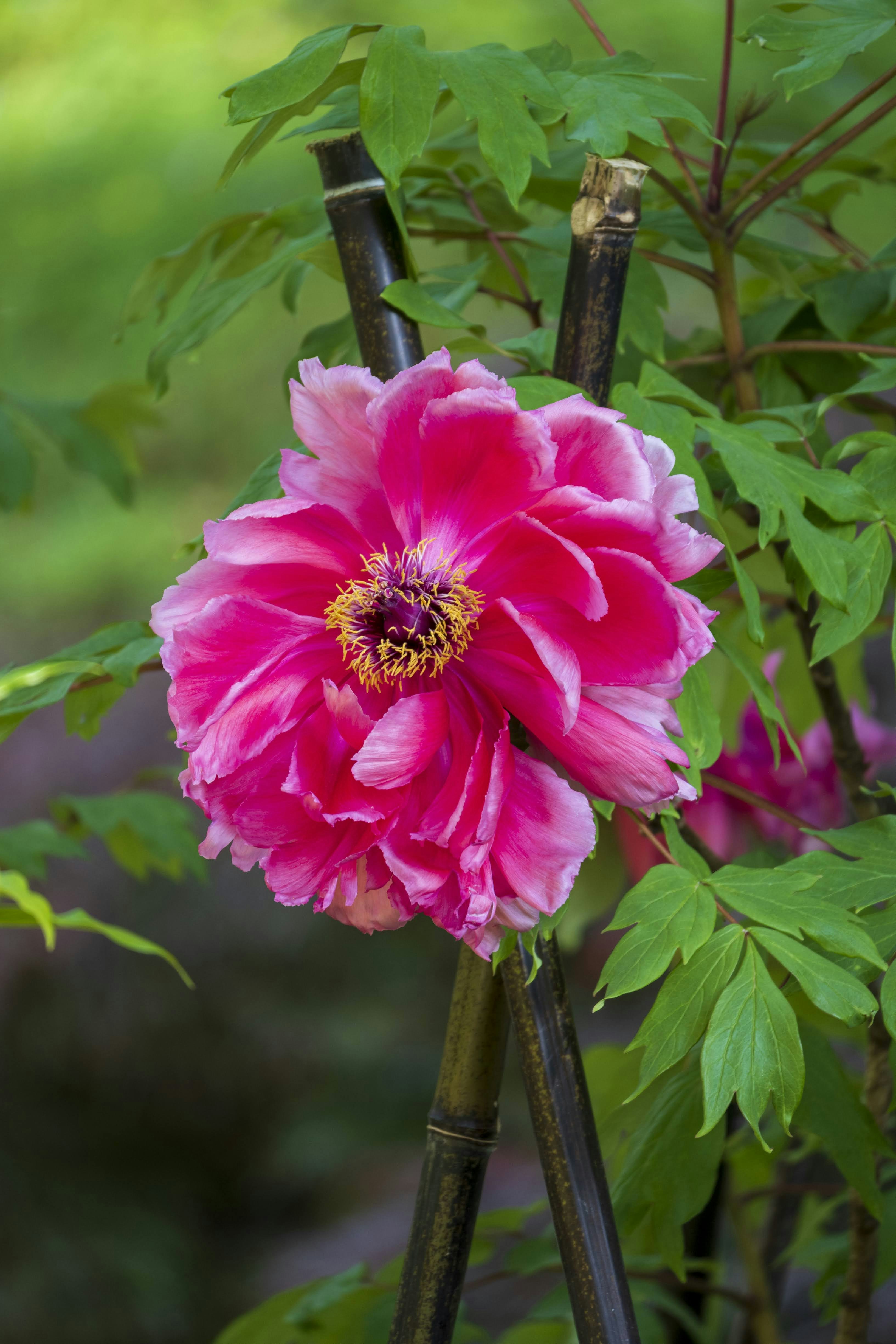 Pink Peony in Focus: A Floral Portrait with Bamboo Stakes
