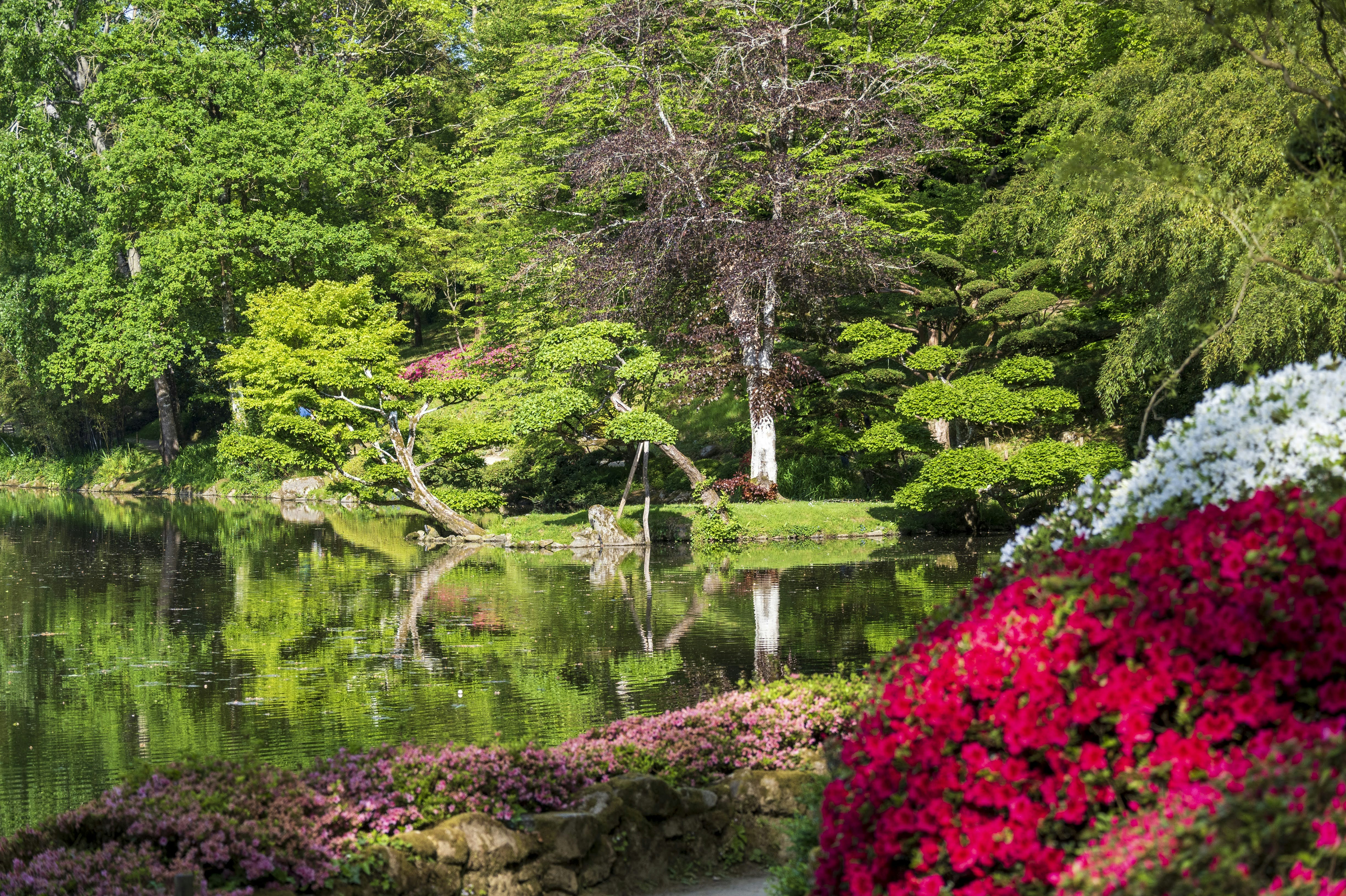 Lush garden with a pond and vibrant flowers