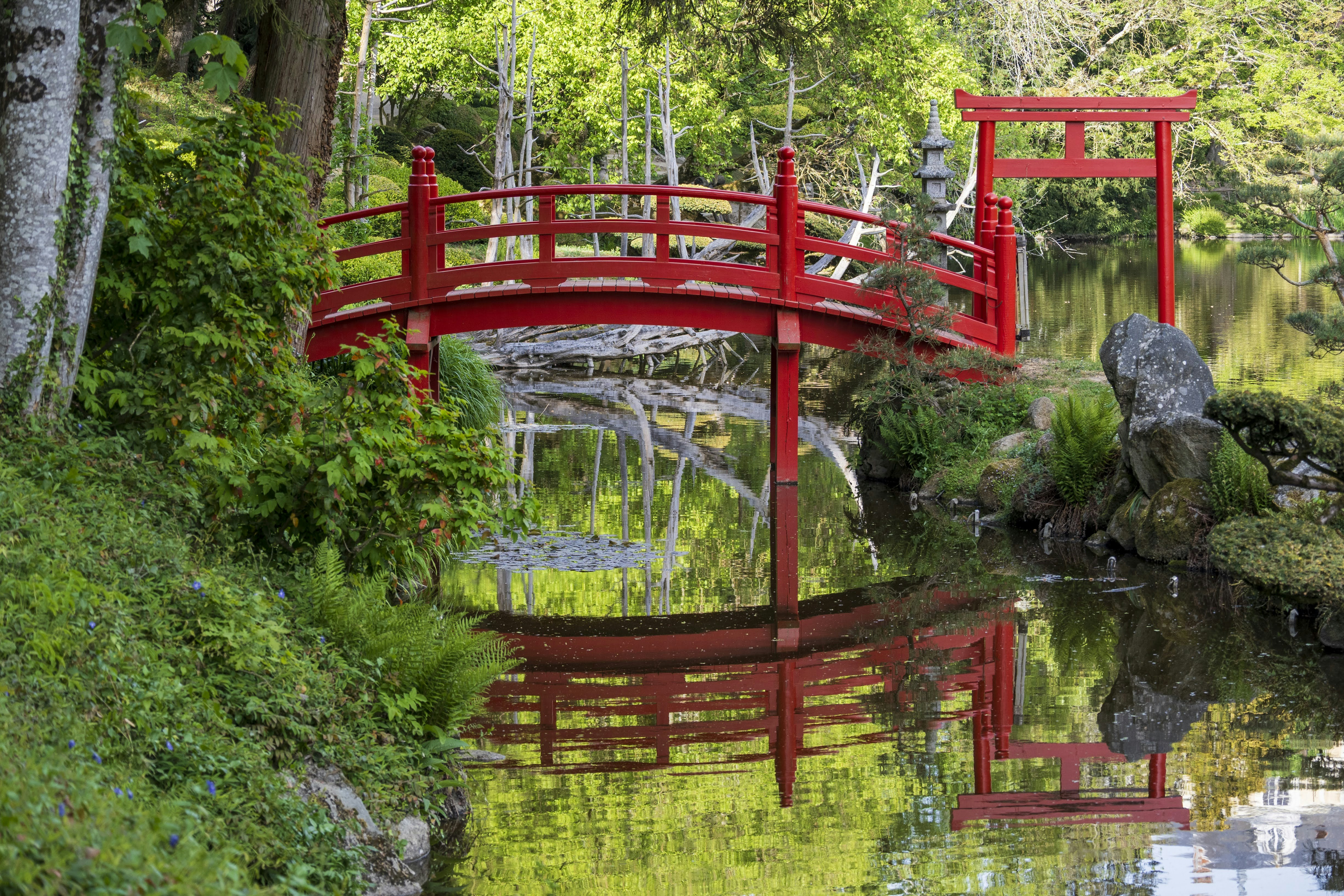 Red Bridge Reflections: A Tranquil Garden Crossing