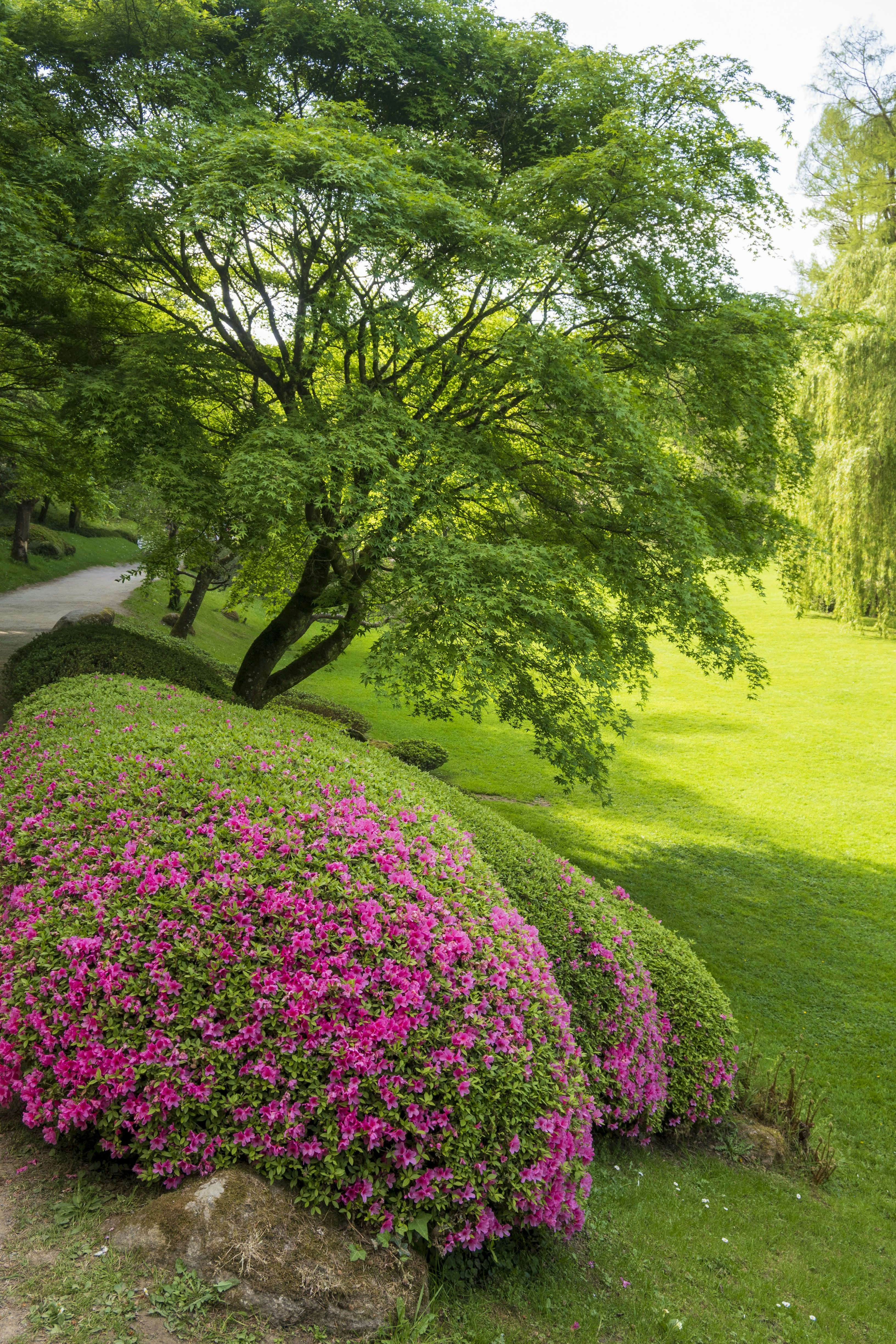 Sunlit Garden Canopy: A Curved River of Pink Blooms