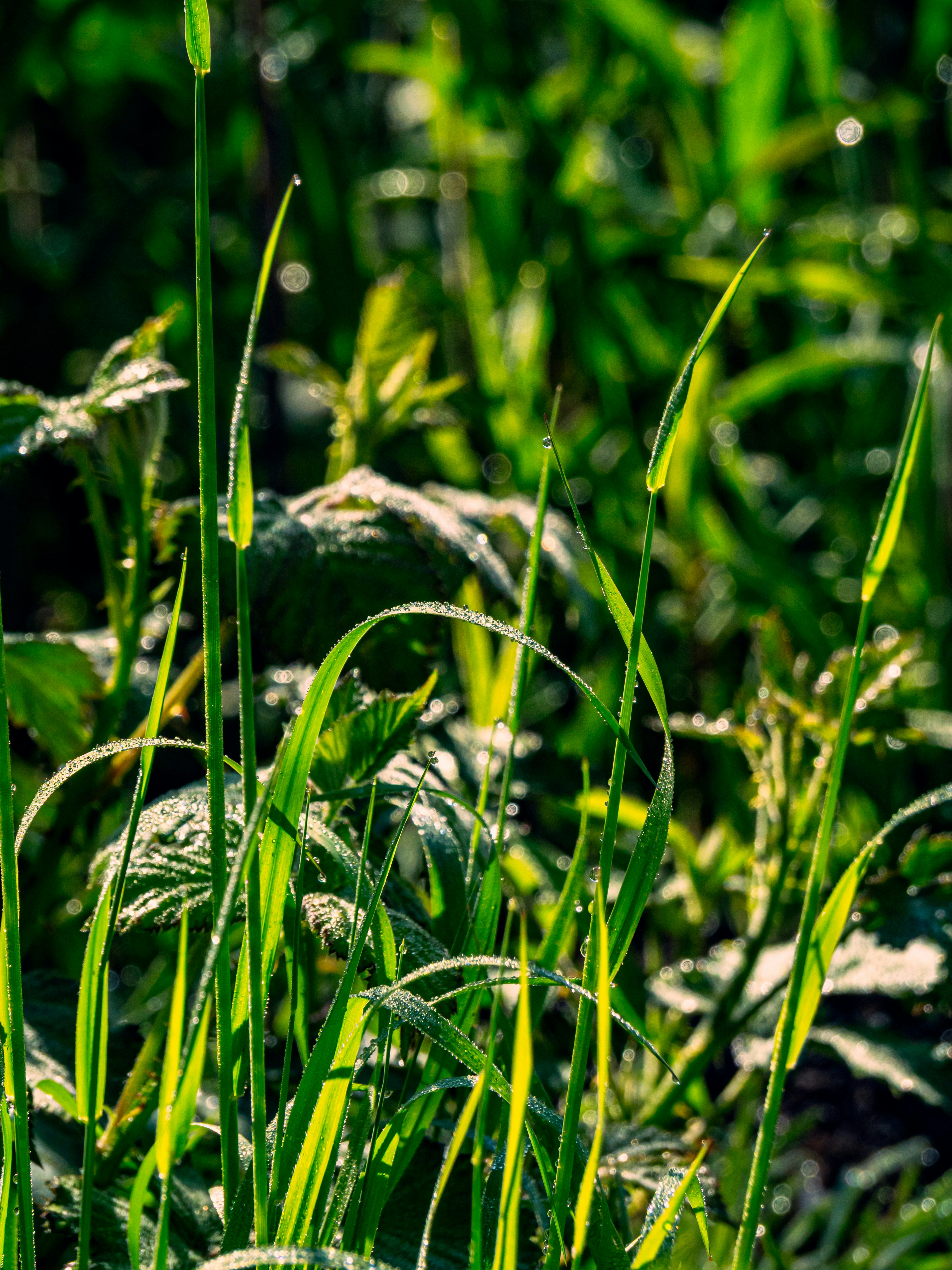 Sunlit Grass Stems Reaching Through a Verdant Blur