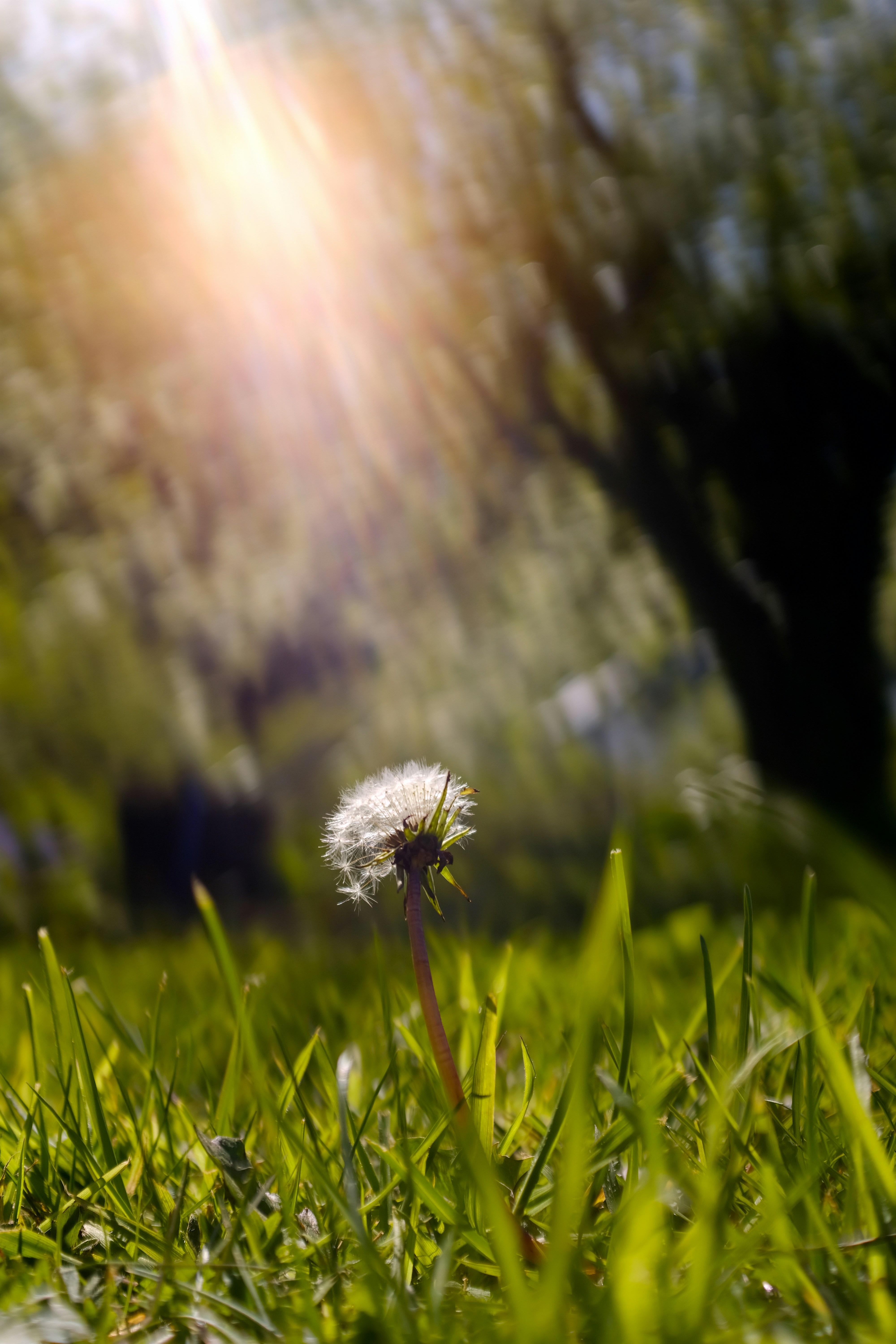 Dandelion Beacon: Sunlit Clocking of a Lone Seed