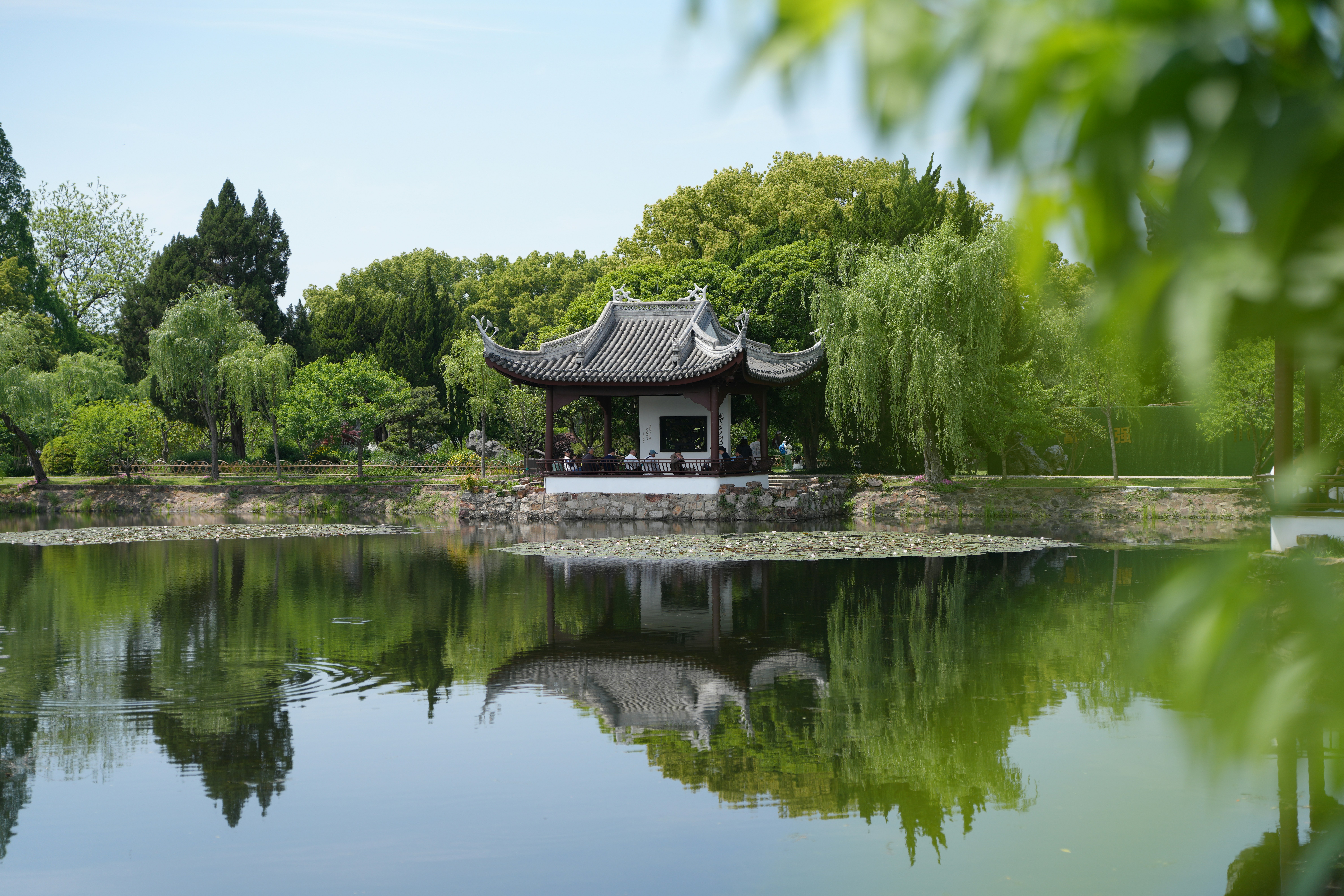 Serene Teahouse Veiled by Willow at Sunlit Pond