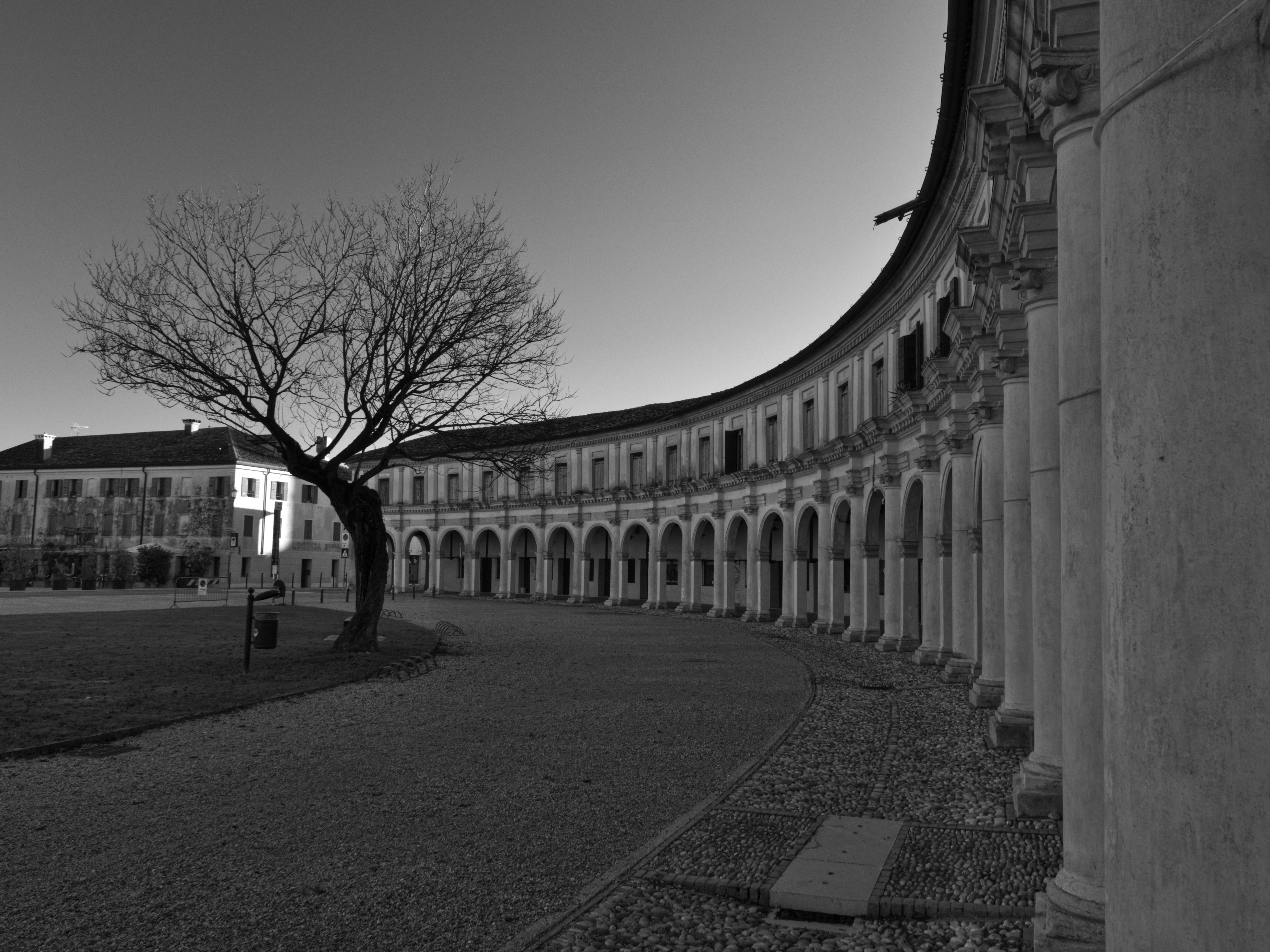 Curved Cloister and Bare Tree: Quiet Geometry of a Monochrome Courtyard
