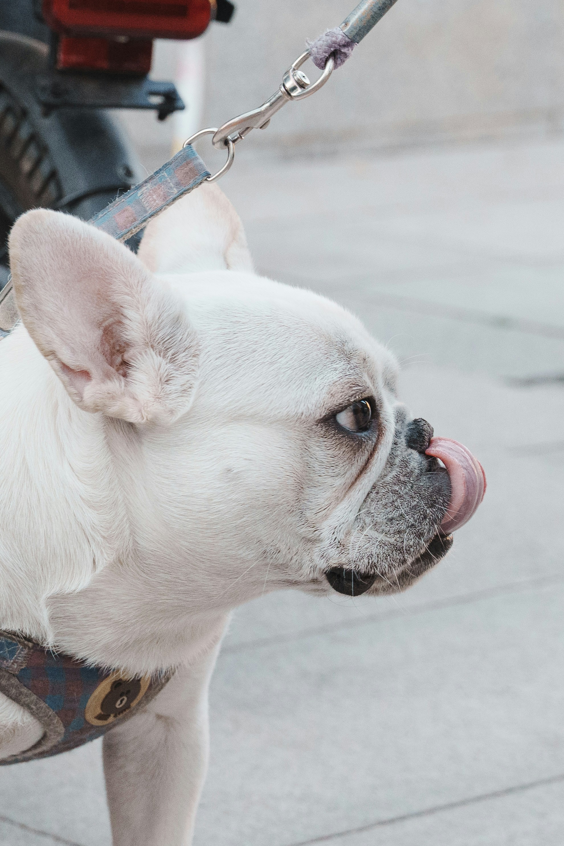 Leaning Nose: A French Bulldog’s Quiet Moment on a City Walk