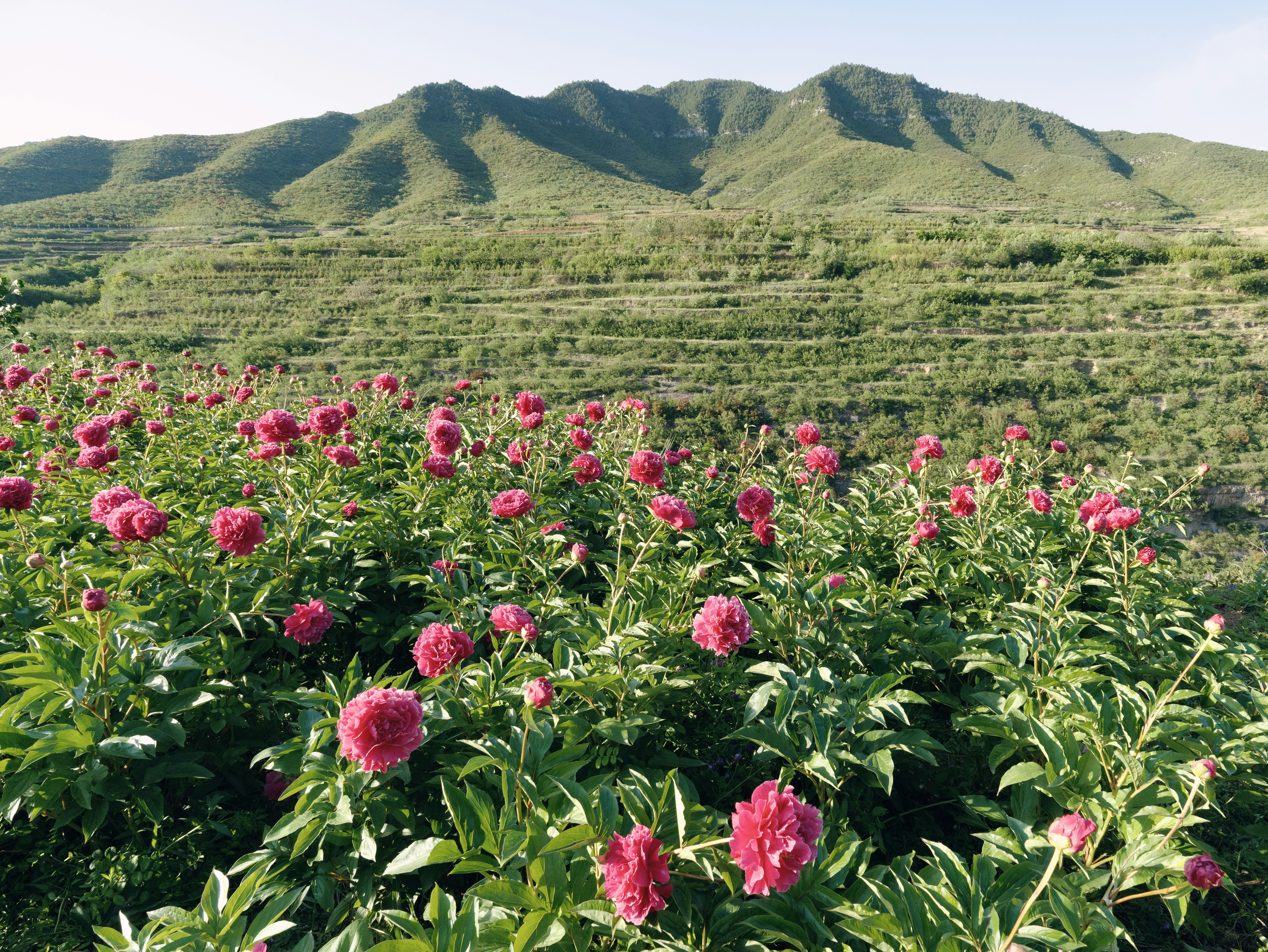 Pink blossoms stretch toward distant terraced hills under a clear blue sky