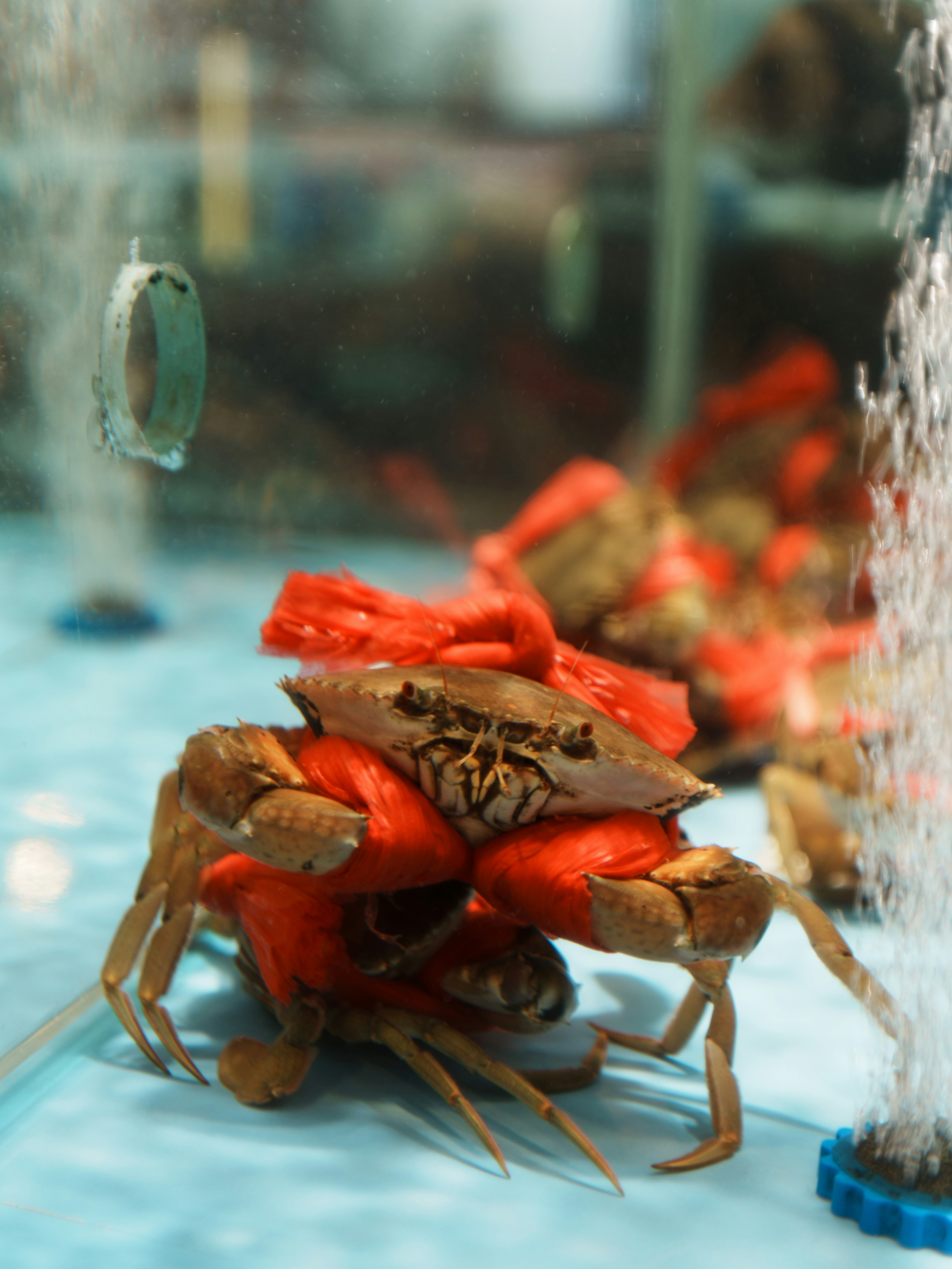 Red-Clawed Crabs in a Tank: Clusters of Bright Crests and Circling Motion